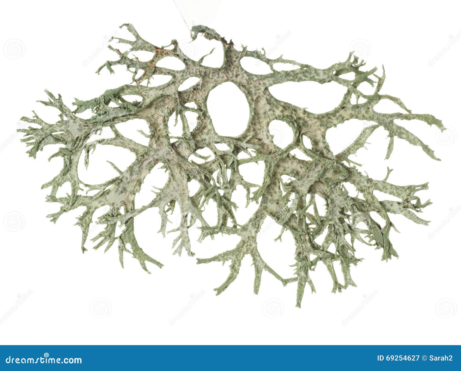 Fruticose Lichen Isolated on White. Stock Image - Image of closeup ...