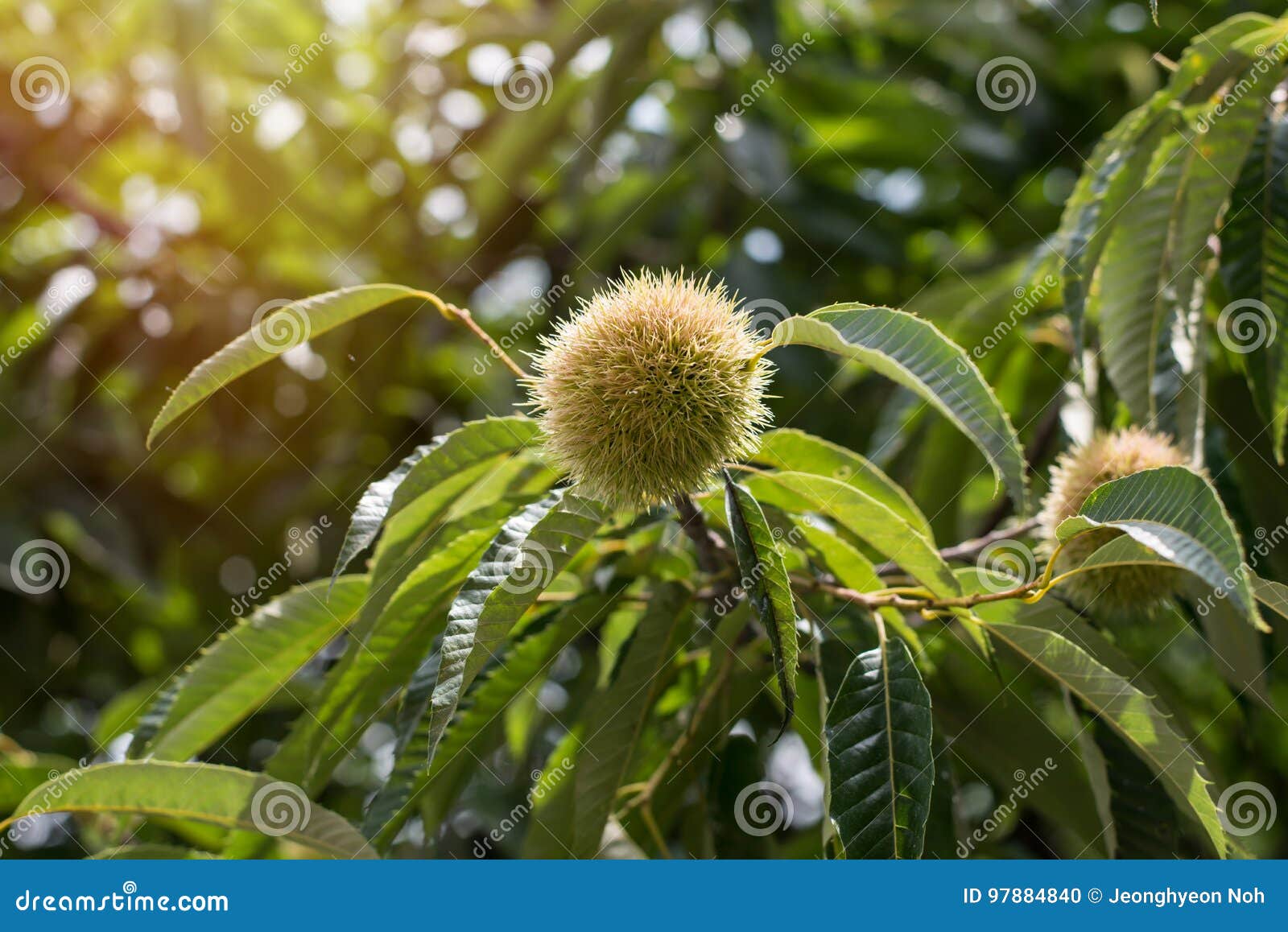 Fruto Adiantado Da Castanha Do Outono Foto de Stock - Imagem de fruta ...