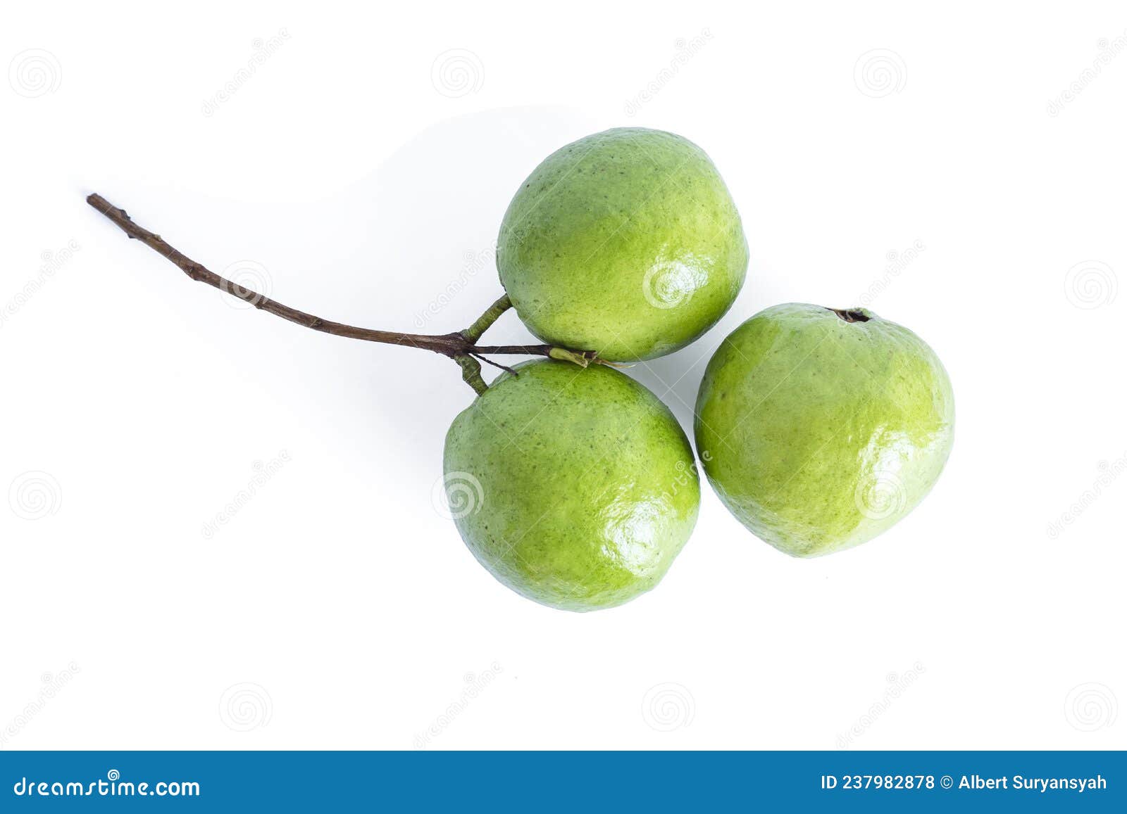 Fruto Común De Guayaba Aislado En Un Fondo Blanco Foto de archivo ...