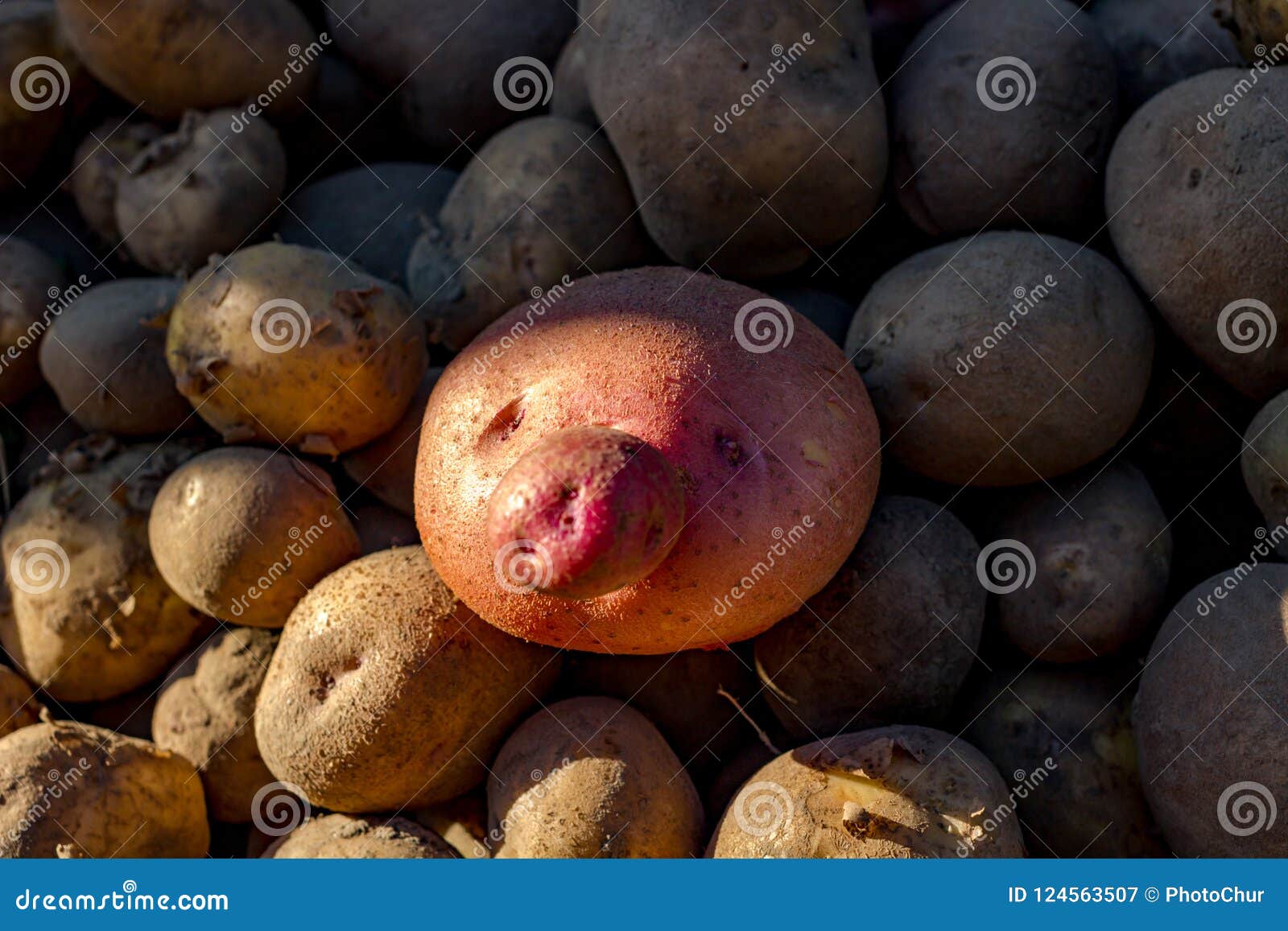 Fruto Da Batata Sob a Forma De Uma Cara Imagem de Stock - Imagem de ...