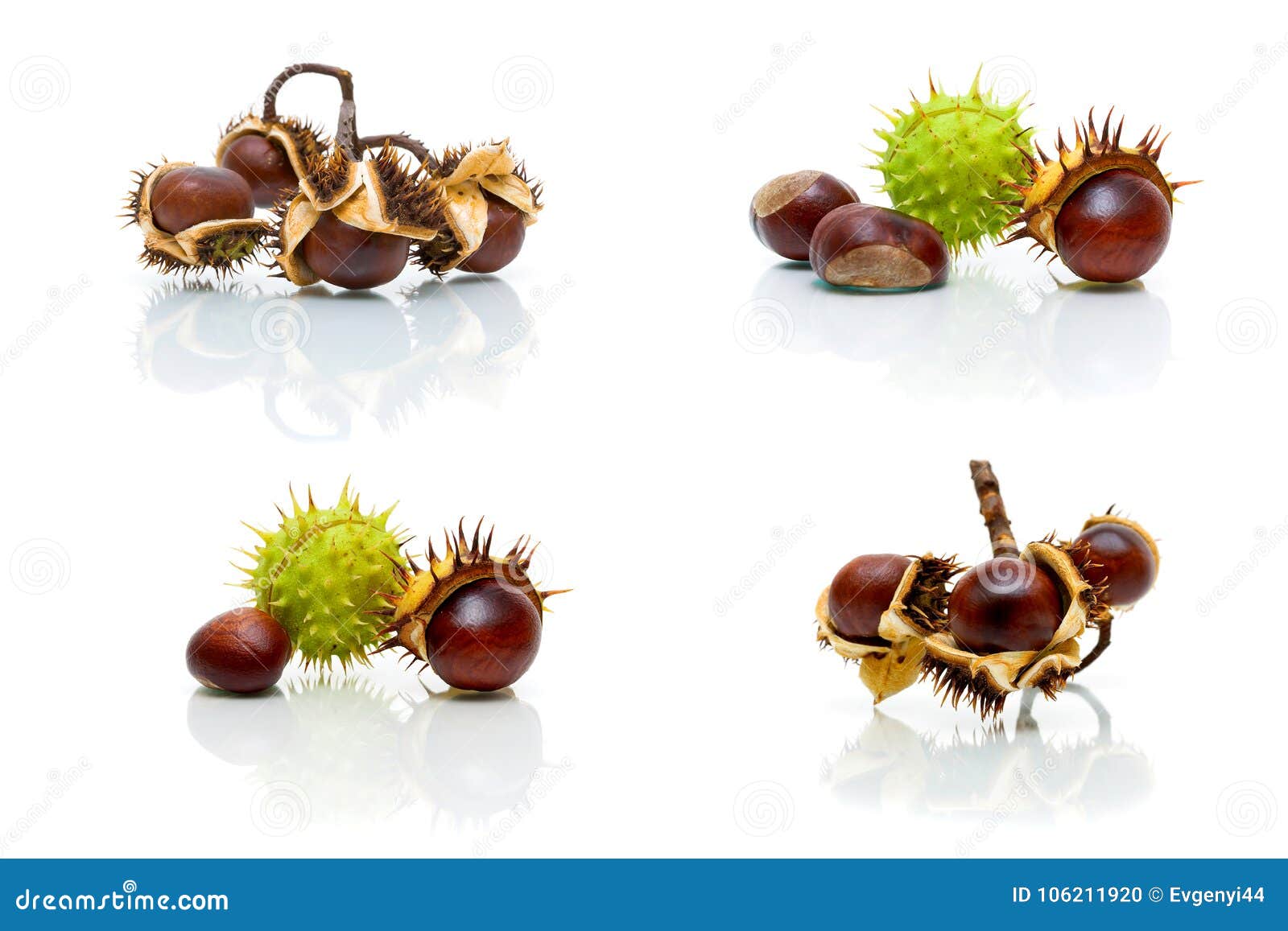 Fruto Da Castanha Isolado No Fundo Branco Foto de Stock - Imagem de ...