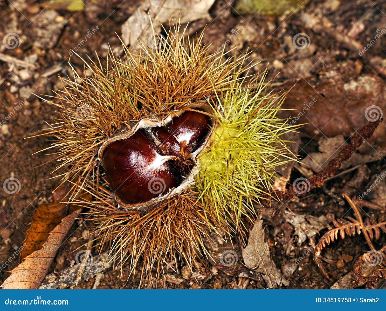 Fruto Da Castanha Na Natureza - Castanea Sativa Foto de Stock - Imagem ...