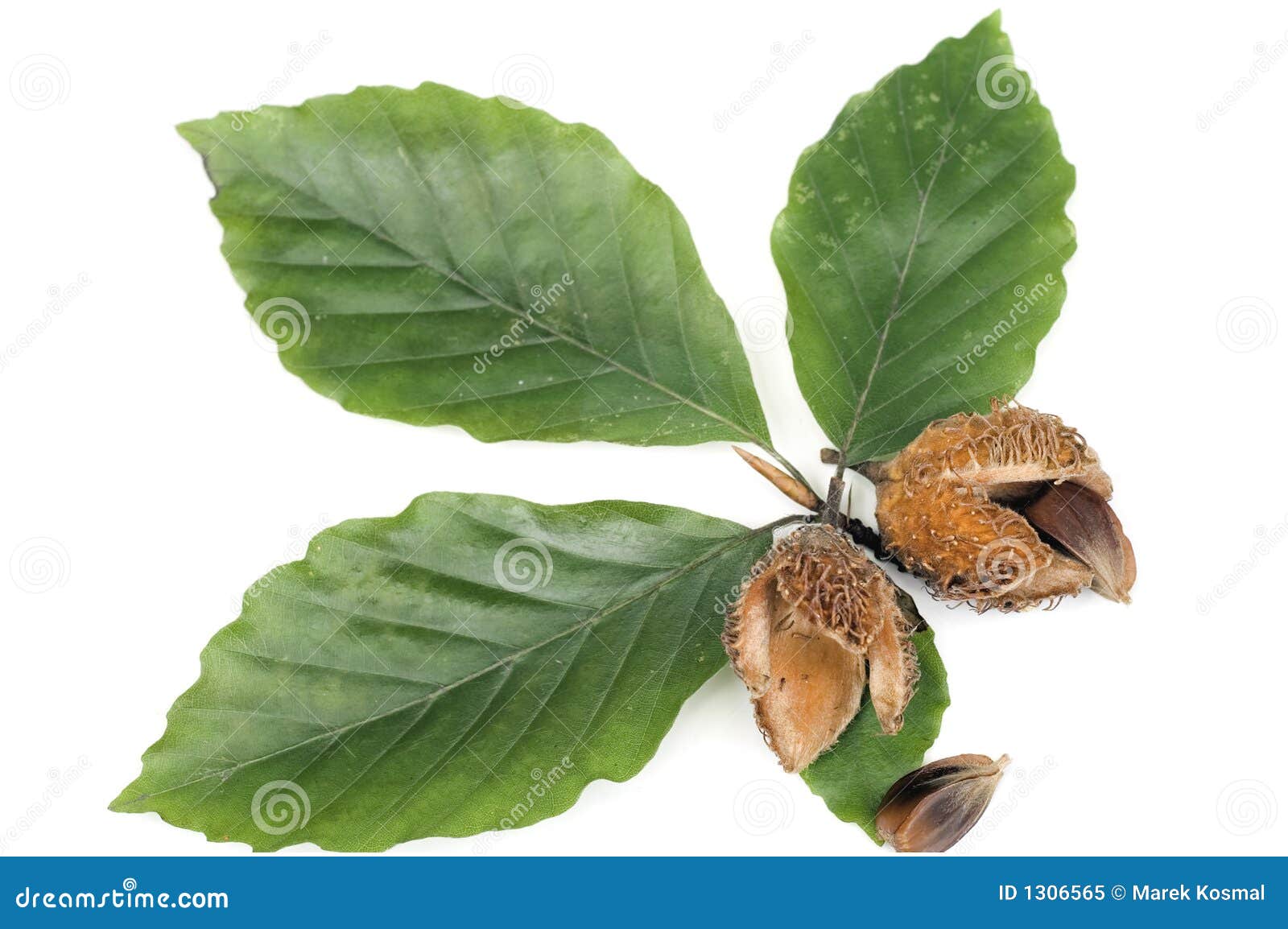 Fruto da faia imagem de stock. Imagem de branco, folha - 1306565