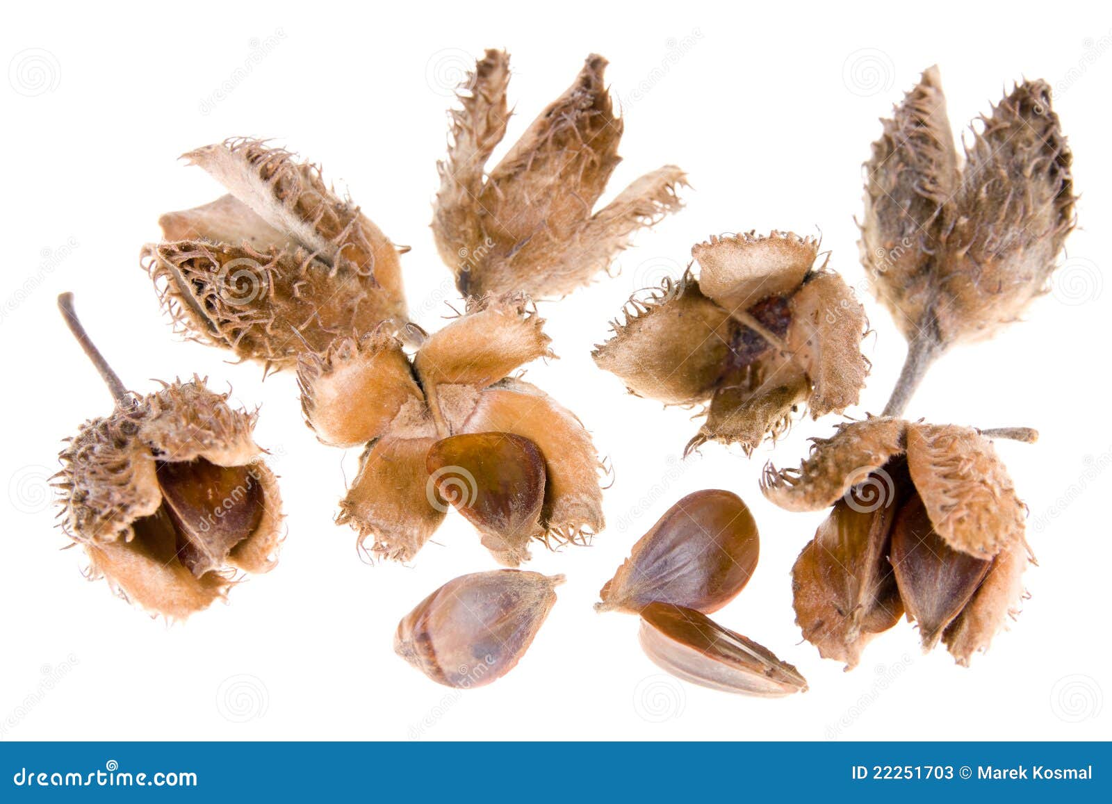 Fruto da faia imagem de stock. Imagem de macro, sazonal - 22251703