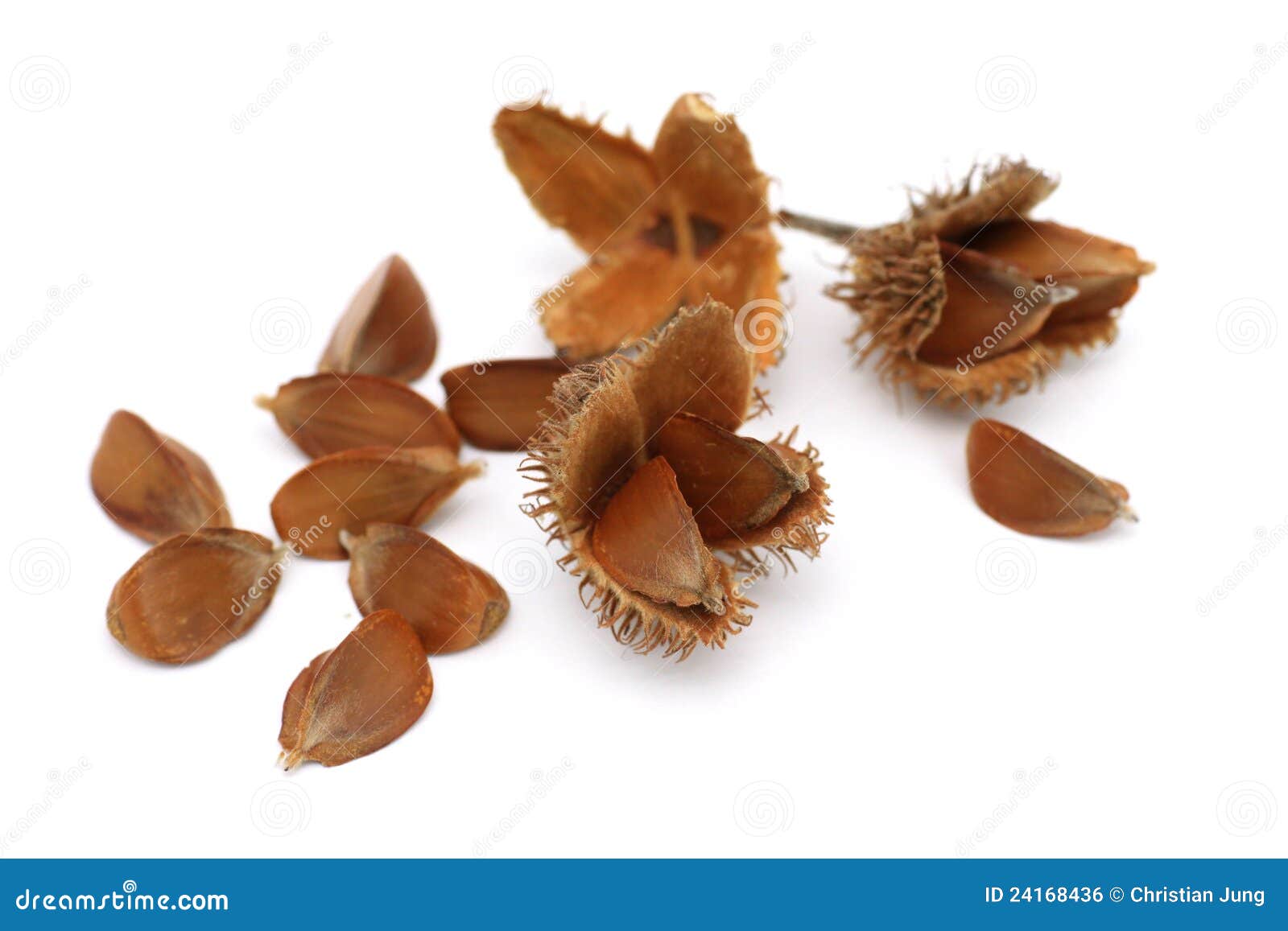 Fruto da faia foto de stock. Imagem de outono, porca - 24168436