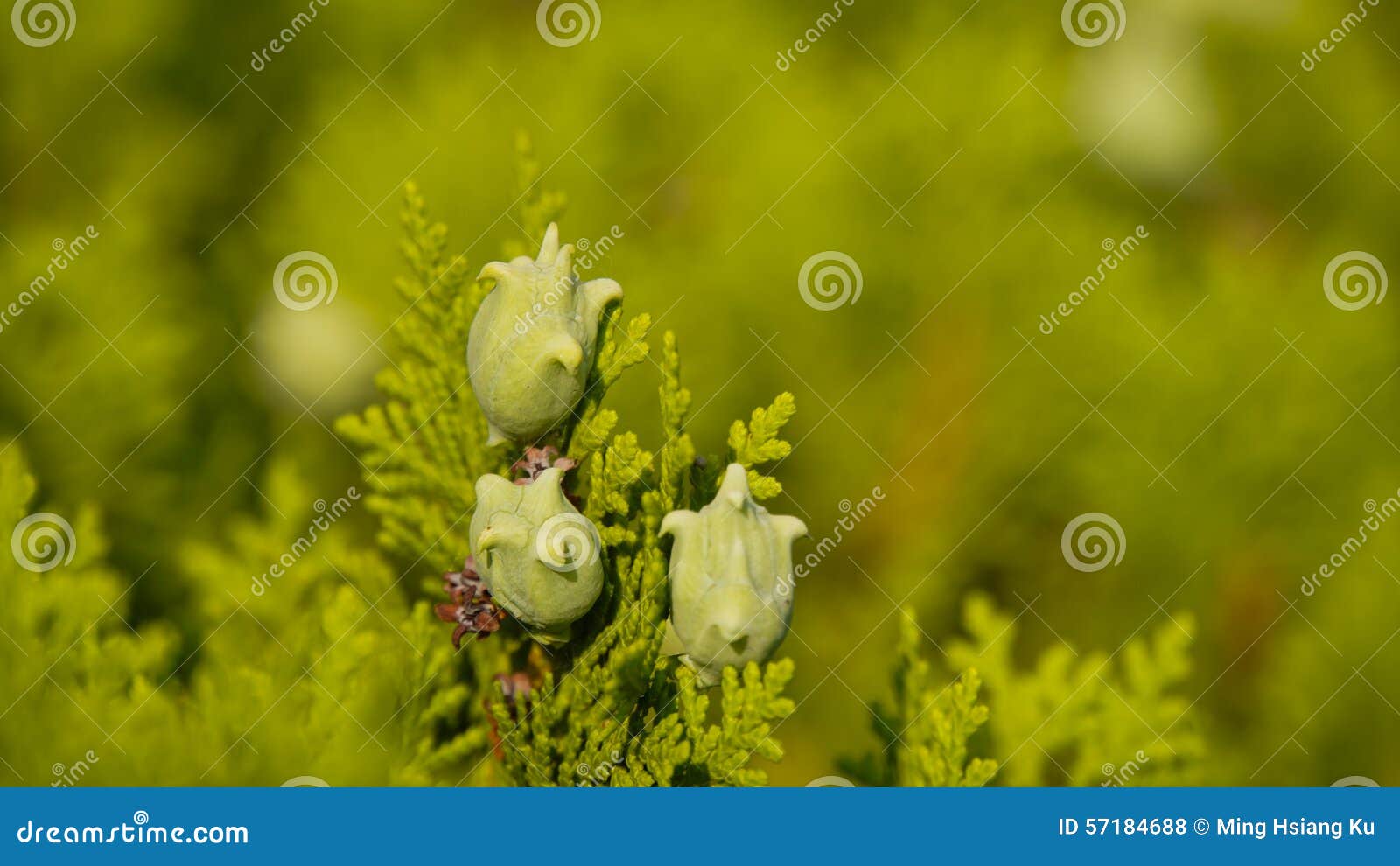 Fruto da planta foto de stock. Imagem de hidrangeas, mitologia - 57184688