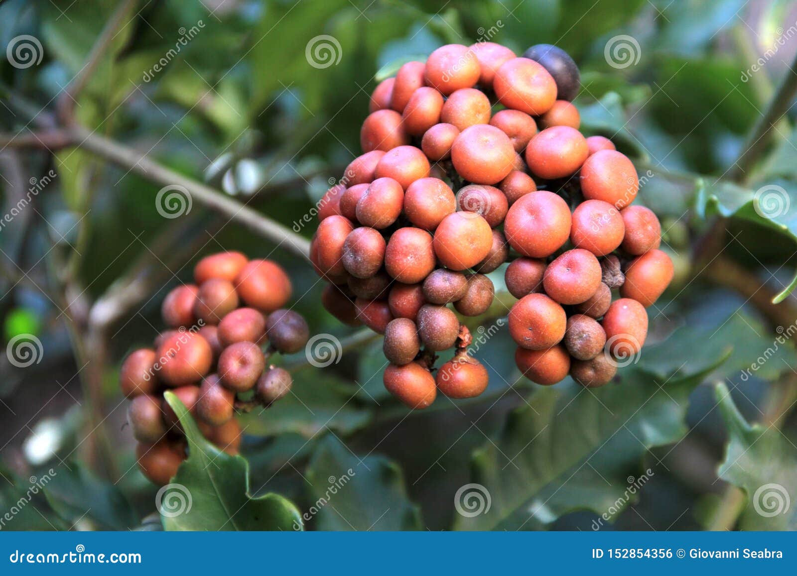 Fruto da planta de jardim foto de stock. Imagem de verde - 152854356