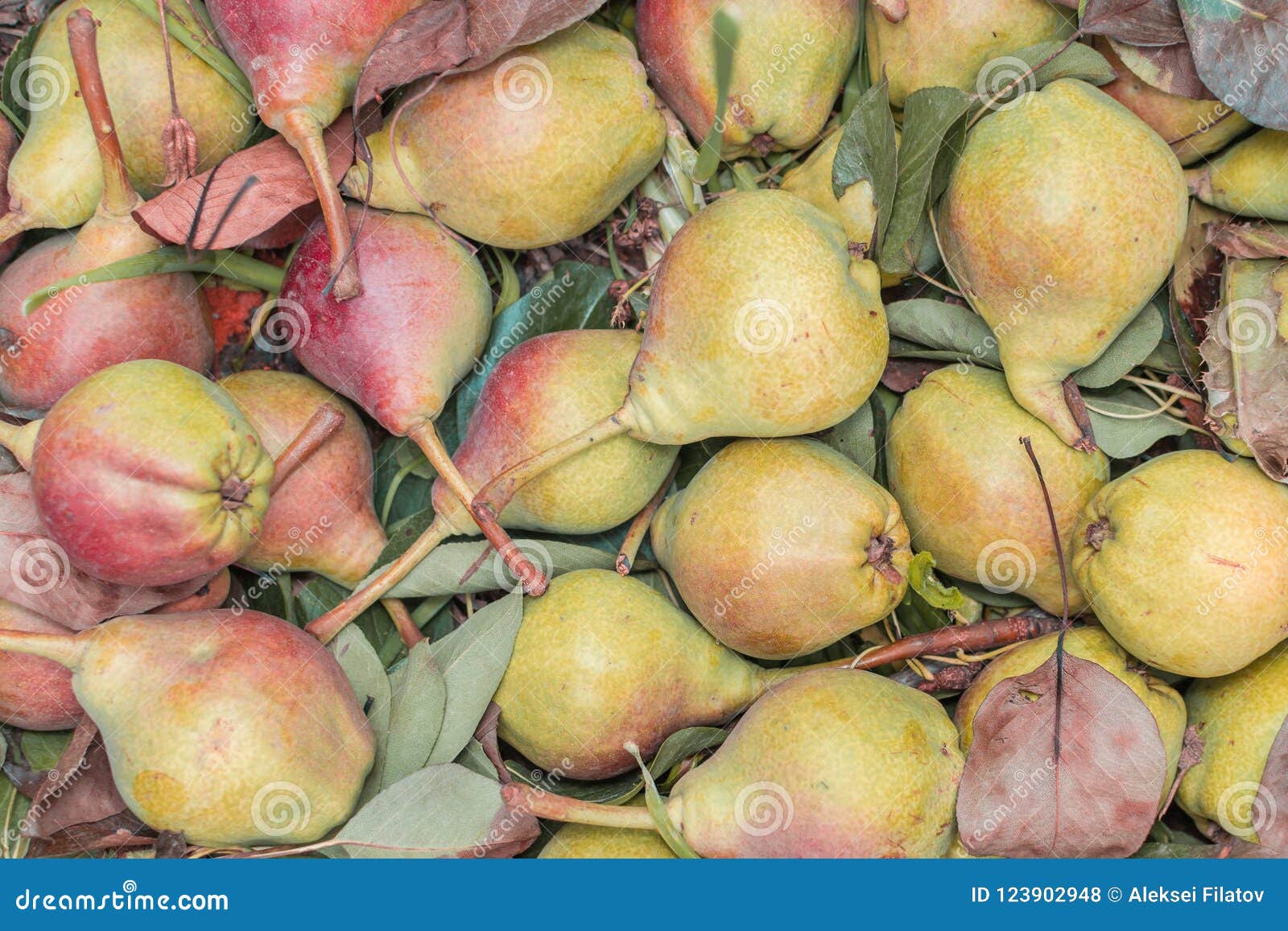 Fruto da textura da pera foto de stock. Imagem de fazenda - 123902948