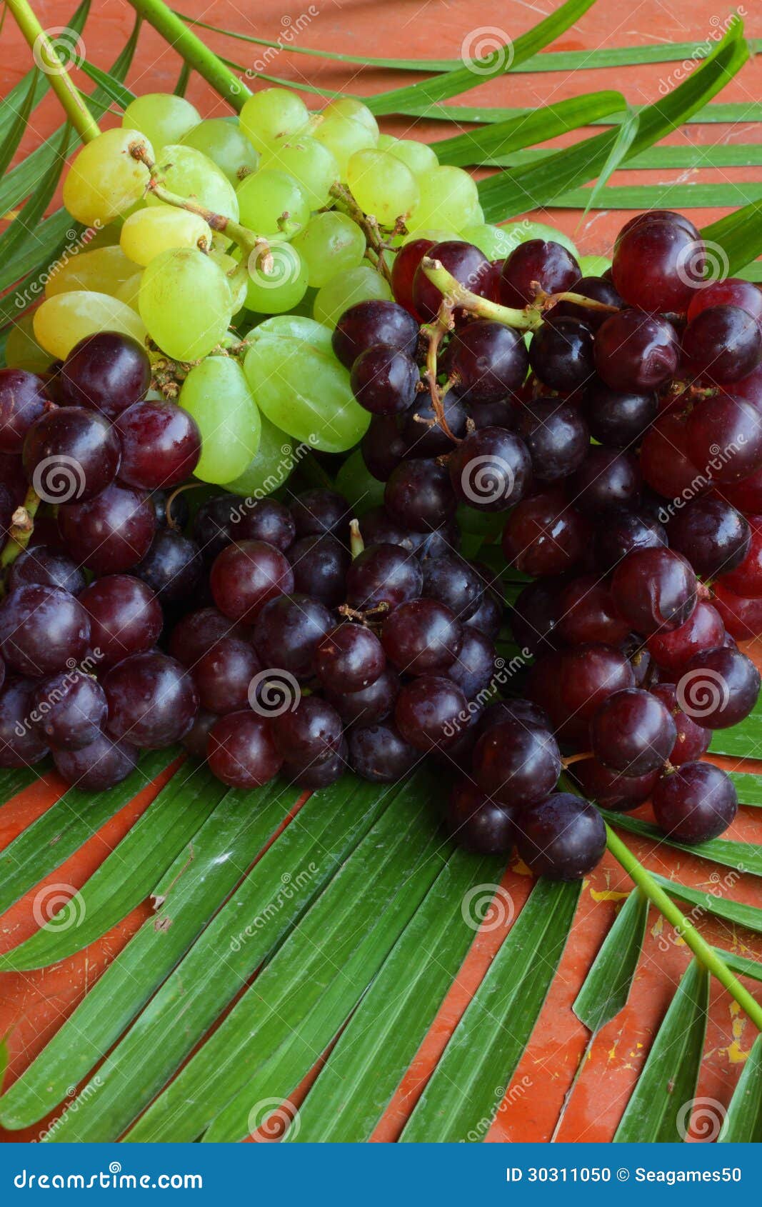 Fruto da uva. foto de stock. Imagem de fresco, verde - 30311050