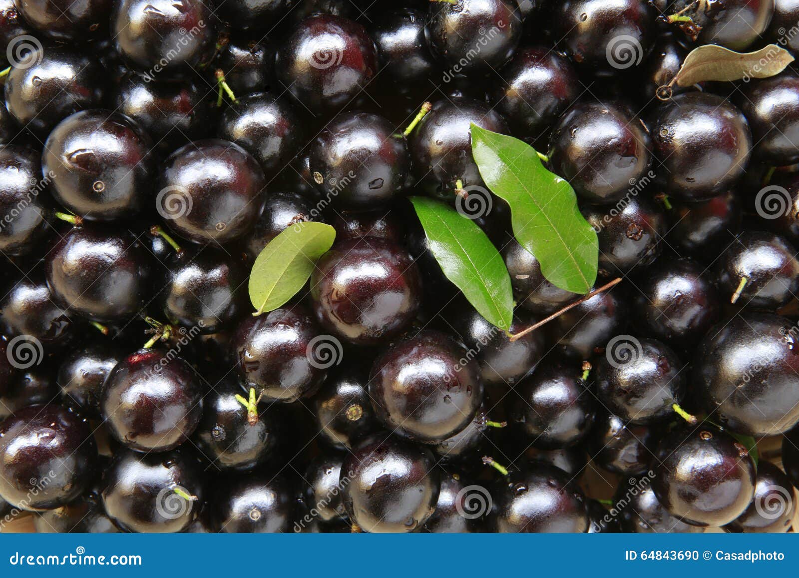 Fruto de Jaboticaba foto de stock. Imagem de pulsado - 64843690