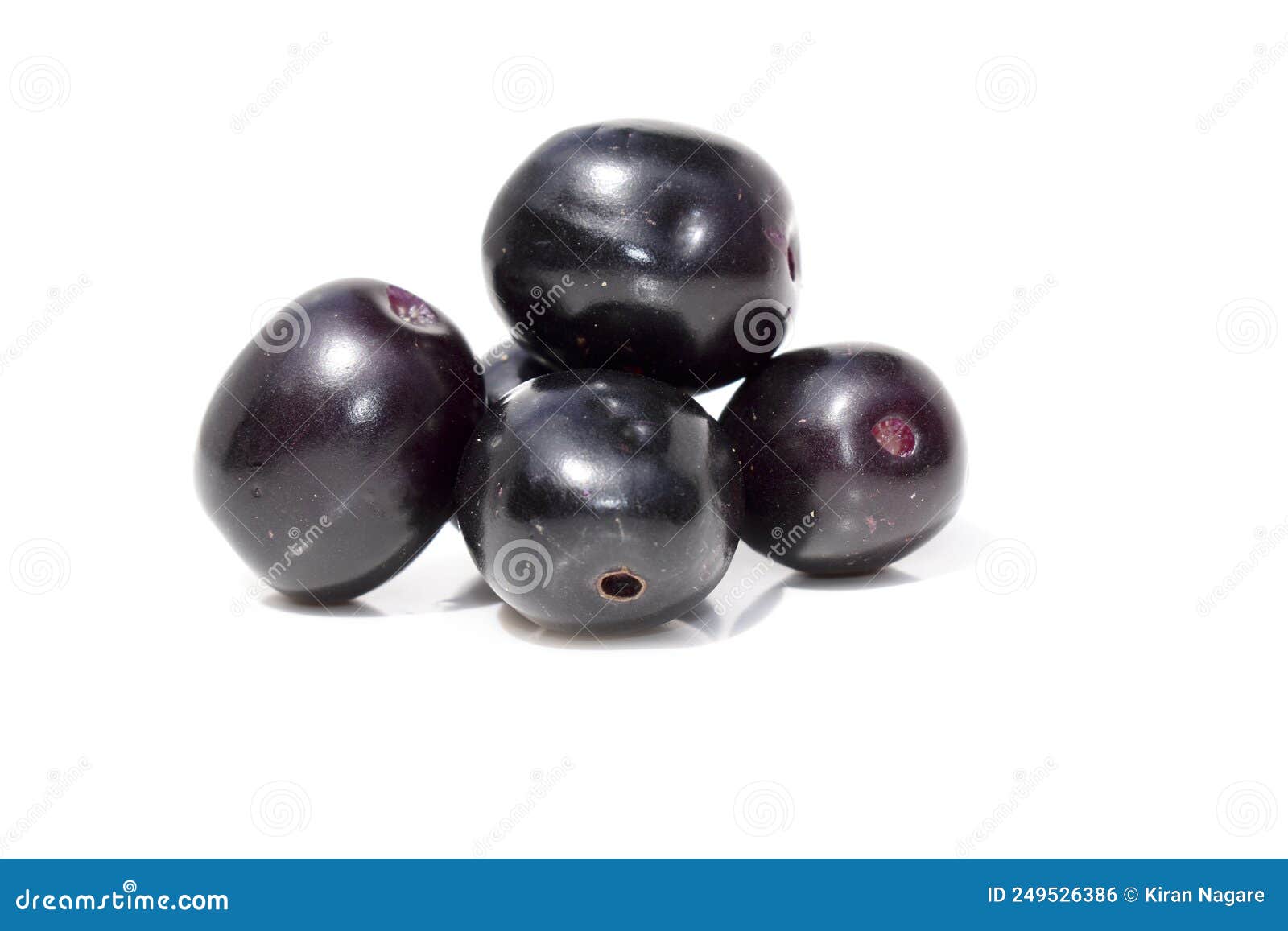 Fruto de java plum foto de archivo. Imagen de herbario - 249526386