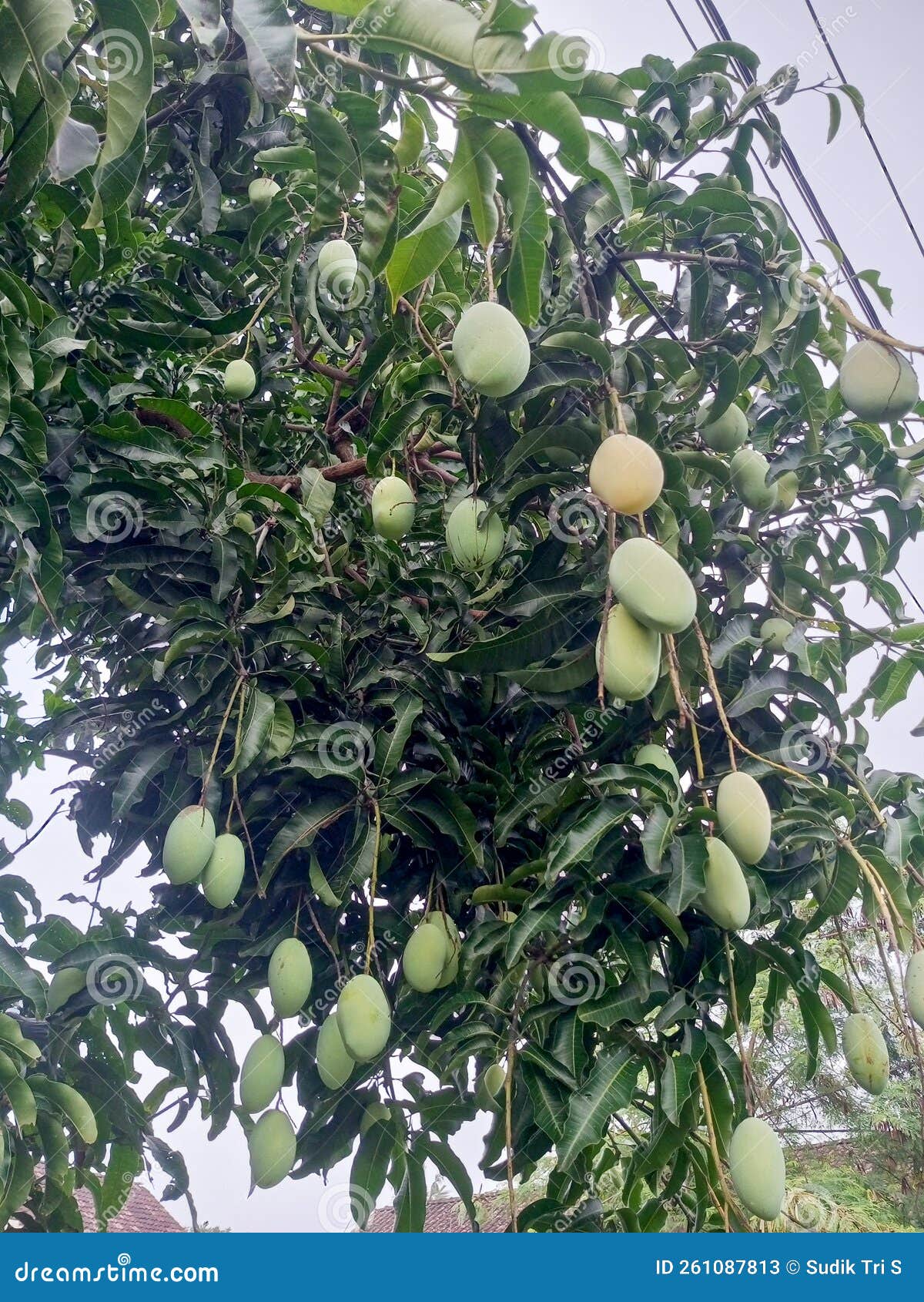 Fruto De Mango Que Ha Empezado a Hacerse Dulce Y Amargo Amarillo Imagen ...