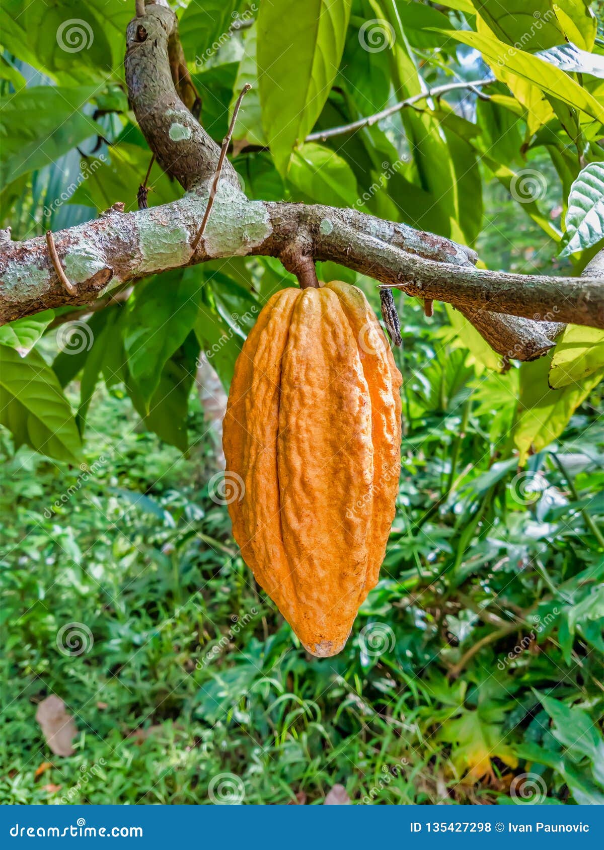 Fruto do cacau foto de stock. Imagem de agricultura - 135427298