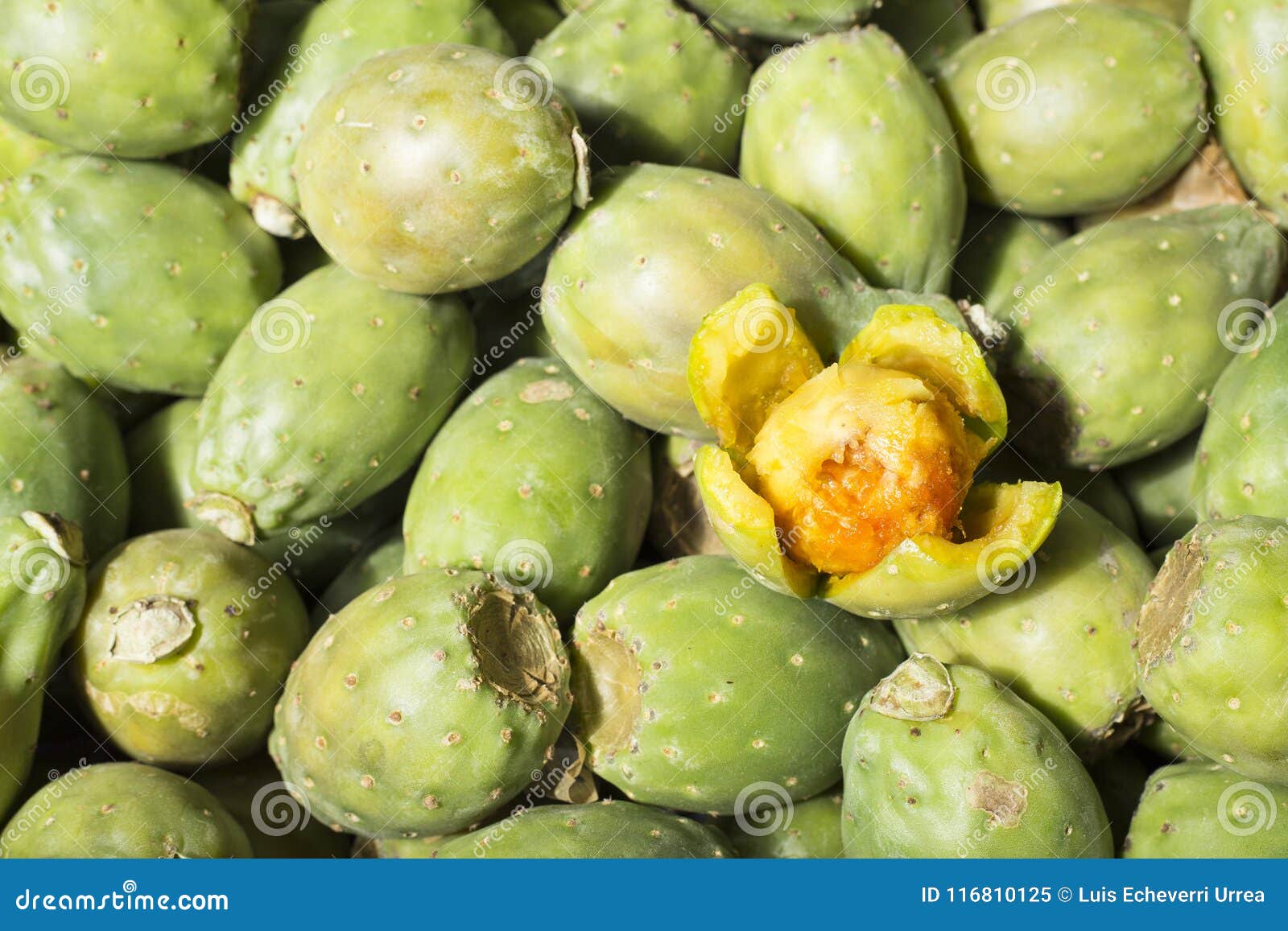 Fruto Do Cacto - Ficus Do Opuntia Indica Imagem de Stock - Imagem de ...