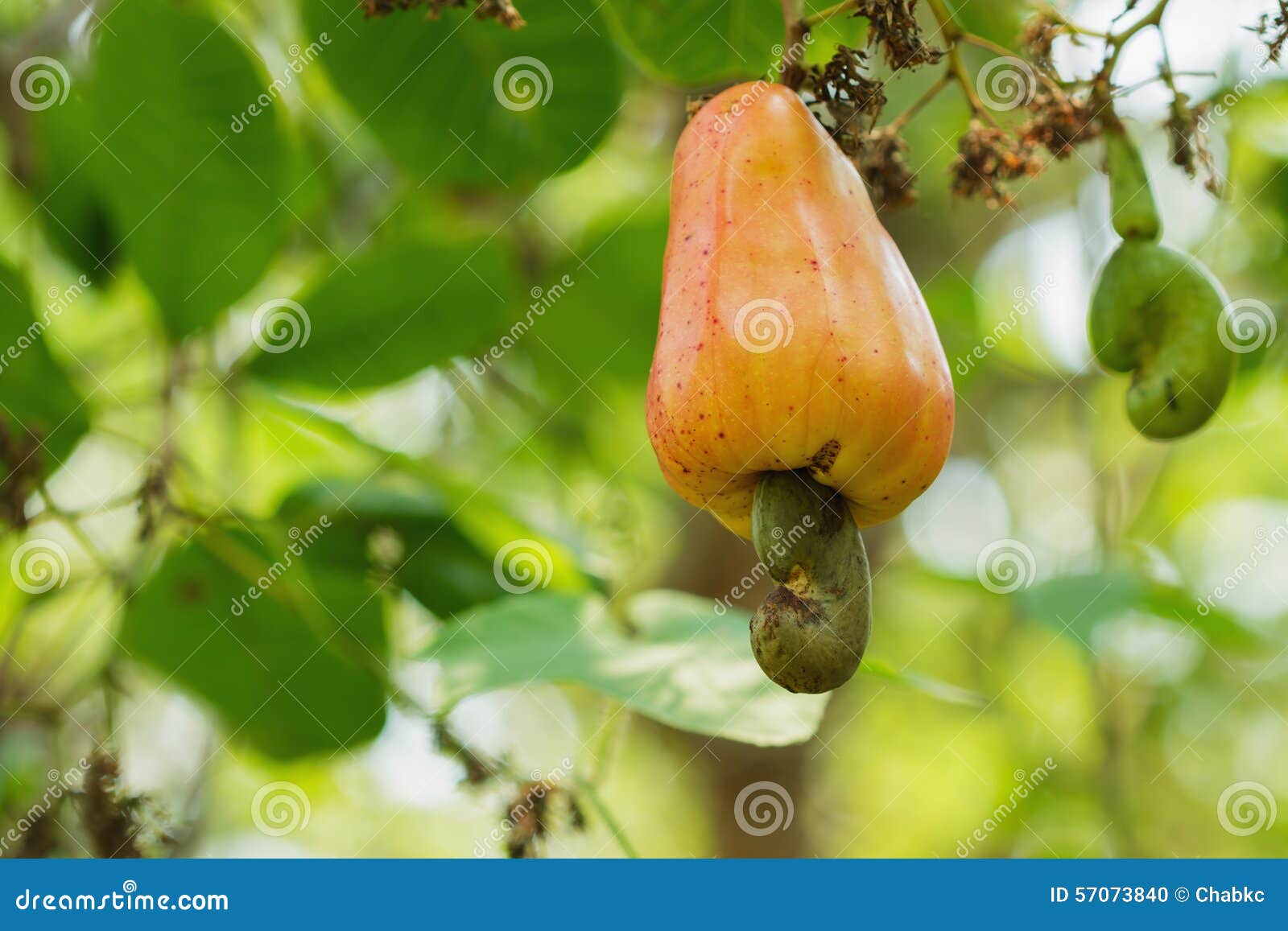 Fruto do caju foto de stock. Imagem de porca, tropical - 57073840
