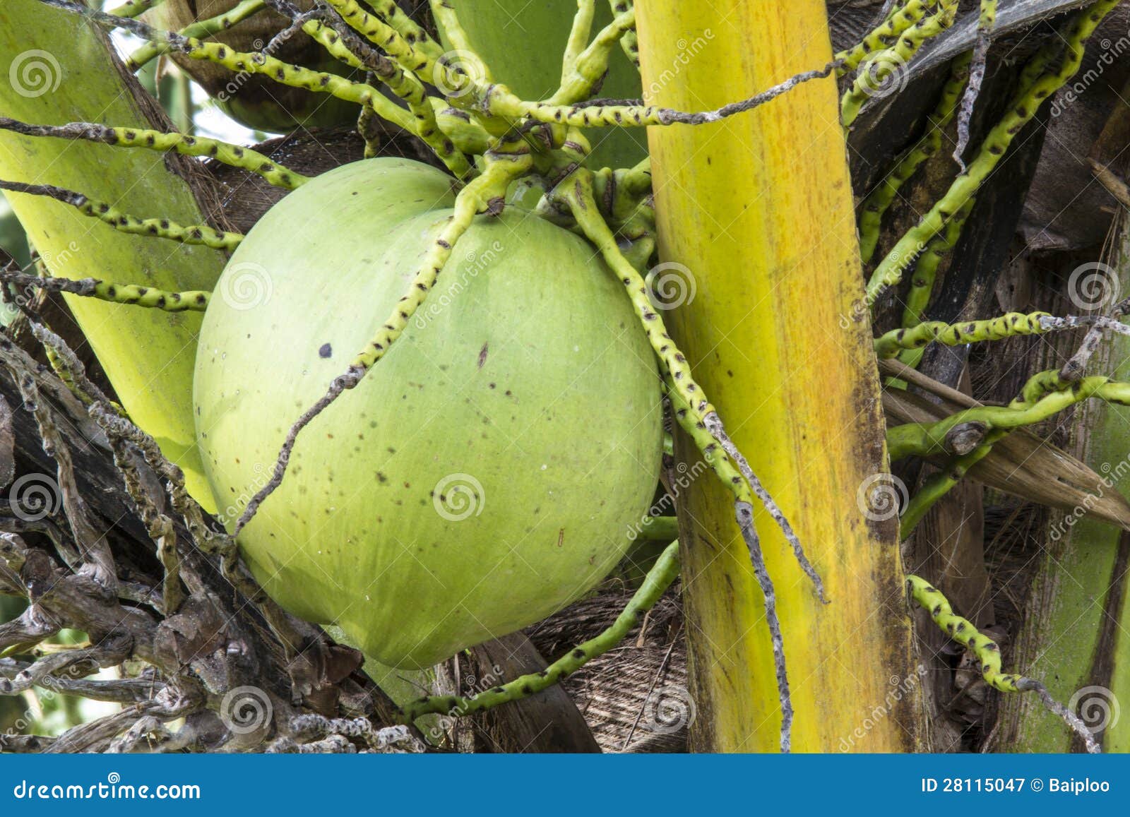 Fruto do coco imagem de stock. Imagem de verde, nave - 28115047
