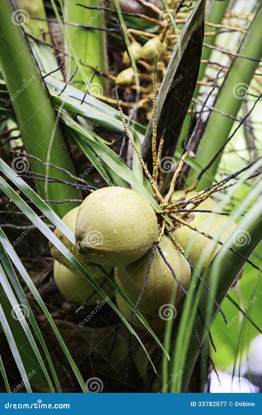 Fruto do coco imagem de stock. Imagem de objeto, palma - 33782077