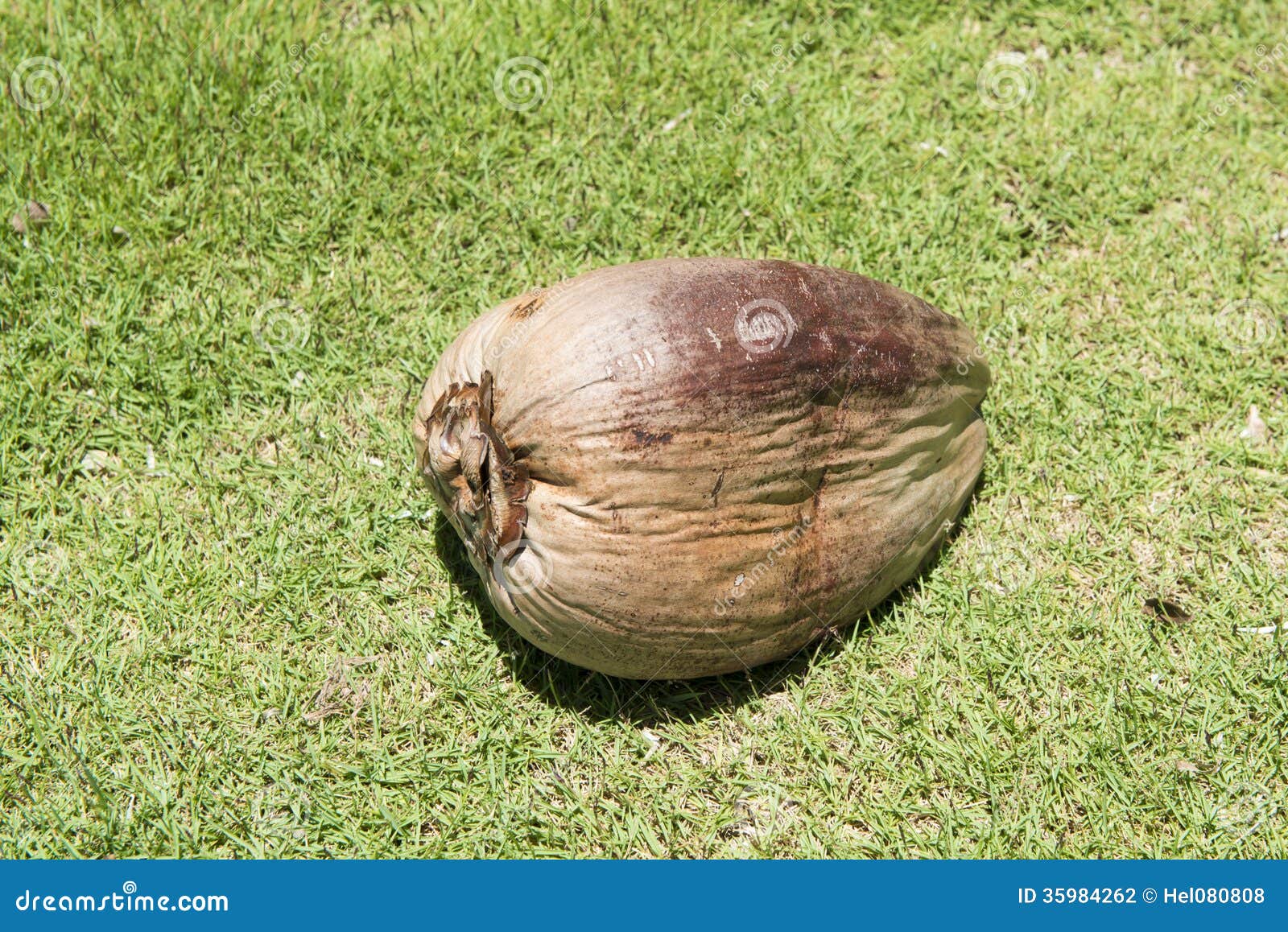 Fruto do coco foto de stock. Imagem de inteiro, queda - 35984262