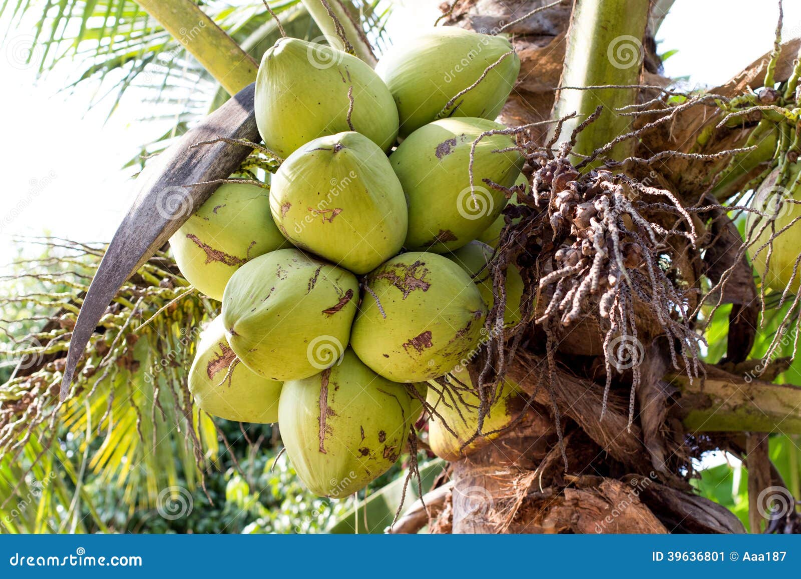 Fruto do coco imagem de stock. Imagem de jardim, tailândia - 39636801