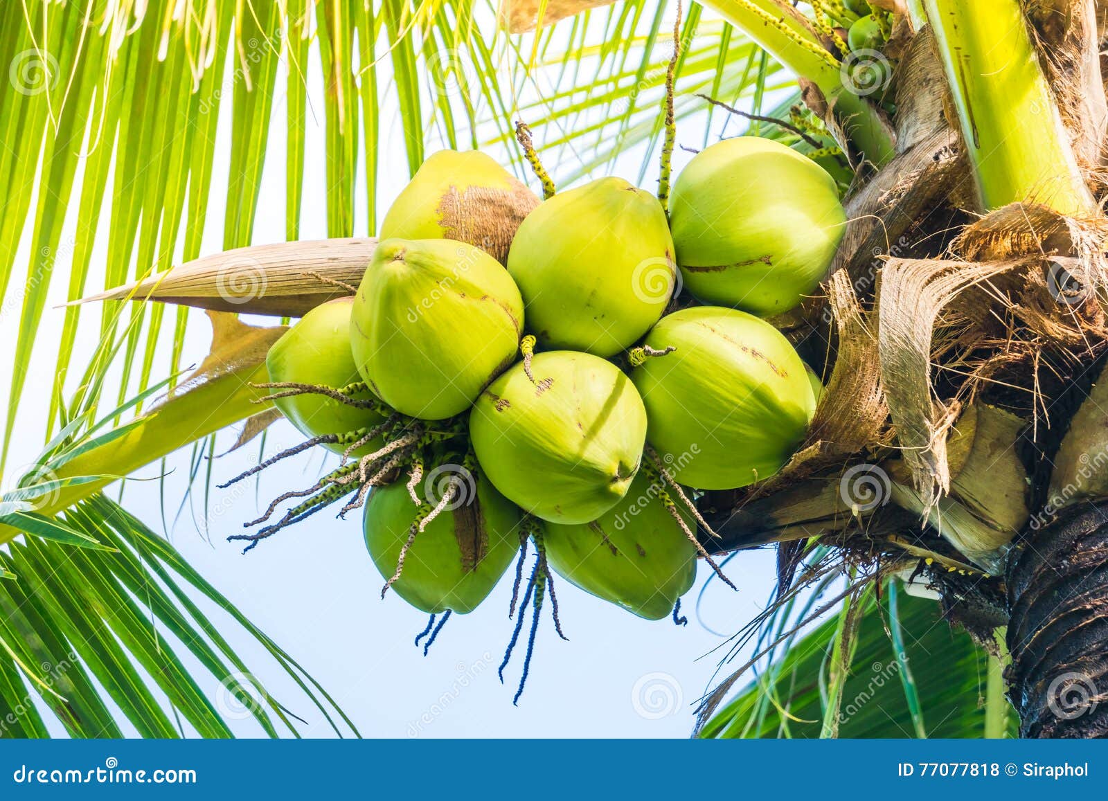 Fruto do coco foto de stock. Imagem de fresco, palma - 77077818