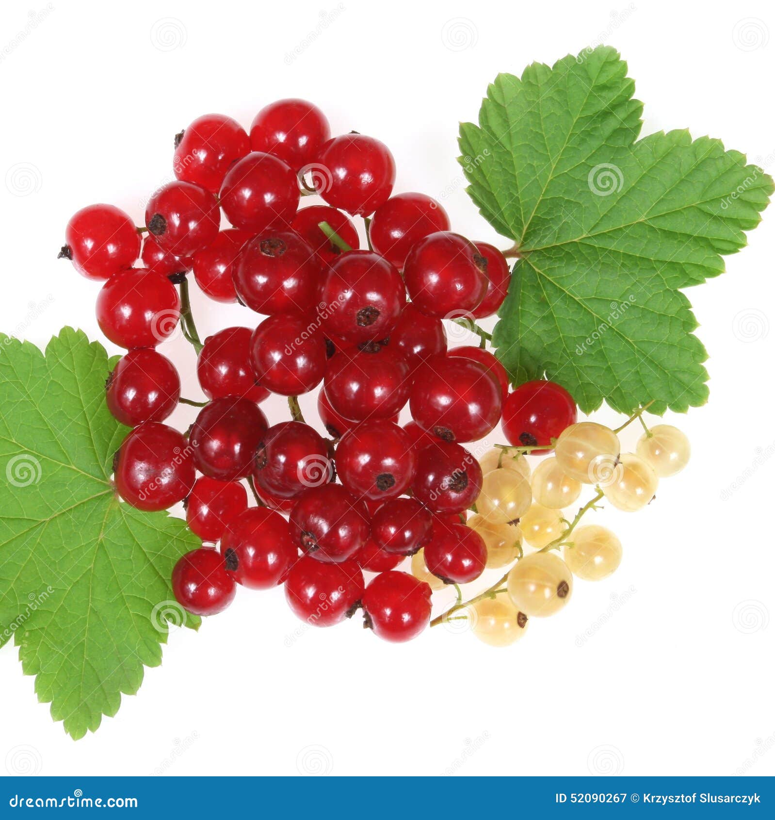 Fruto do corinto imagem de stock. Imagem de frutas, groselha - 52090267