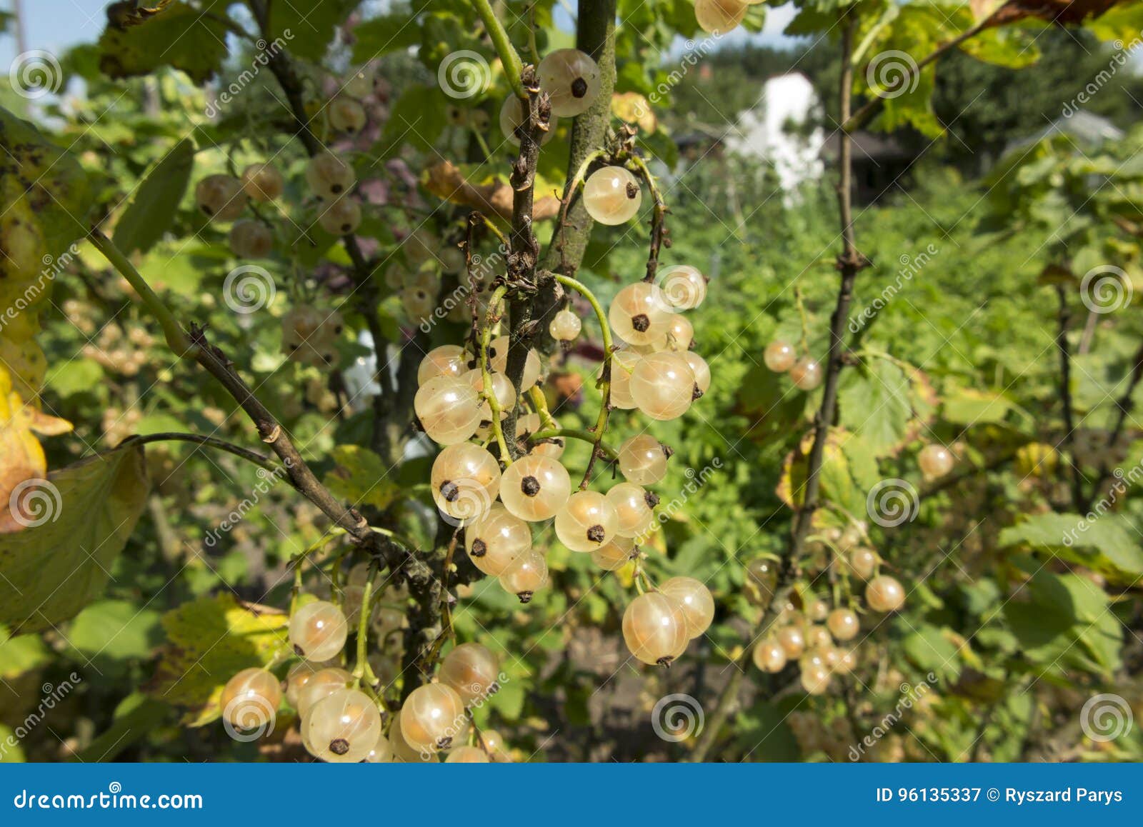Fruto Do Corinto Branco No Arbusto Imagem de Stock - Imagem de verde ...