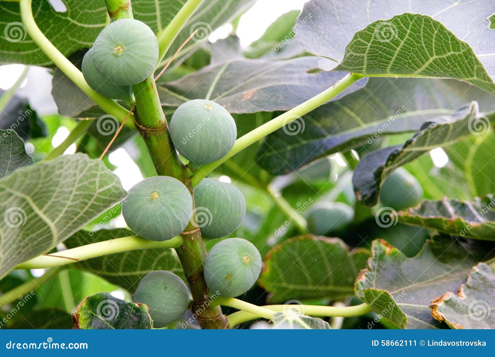 Fruto do figo imagem de stock. Imagem de outono, fazenda - 58662111