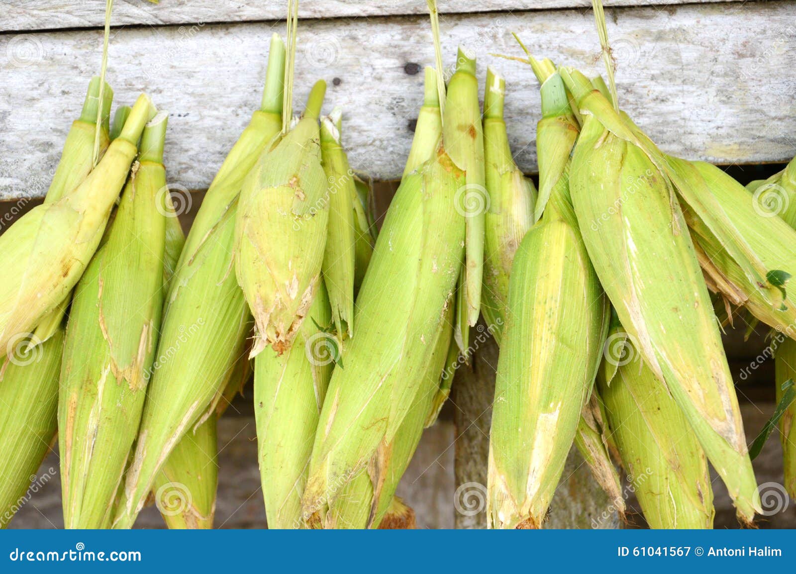 Fruto do milho imagem de stock. Imagem de cubo, maduro - 61041567