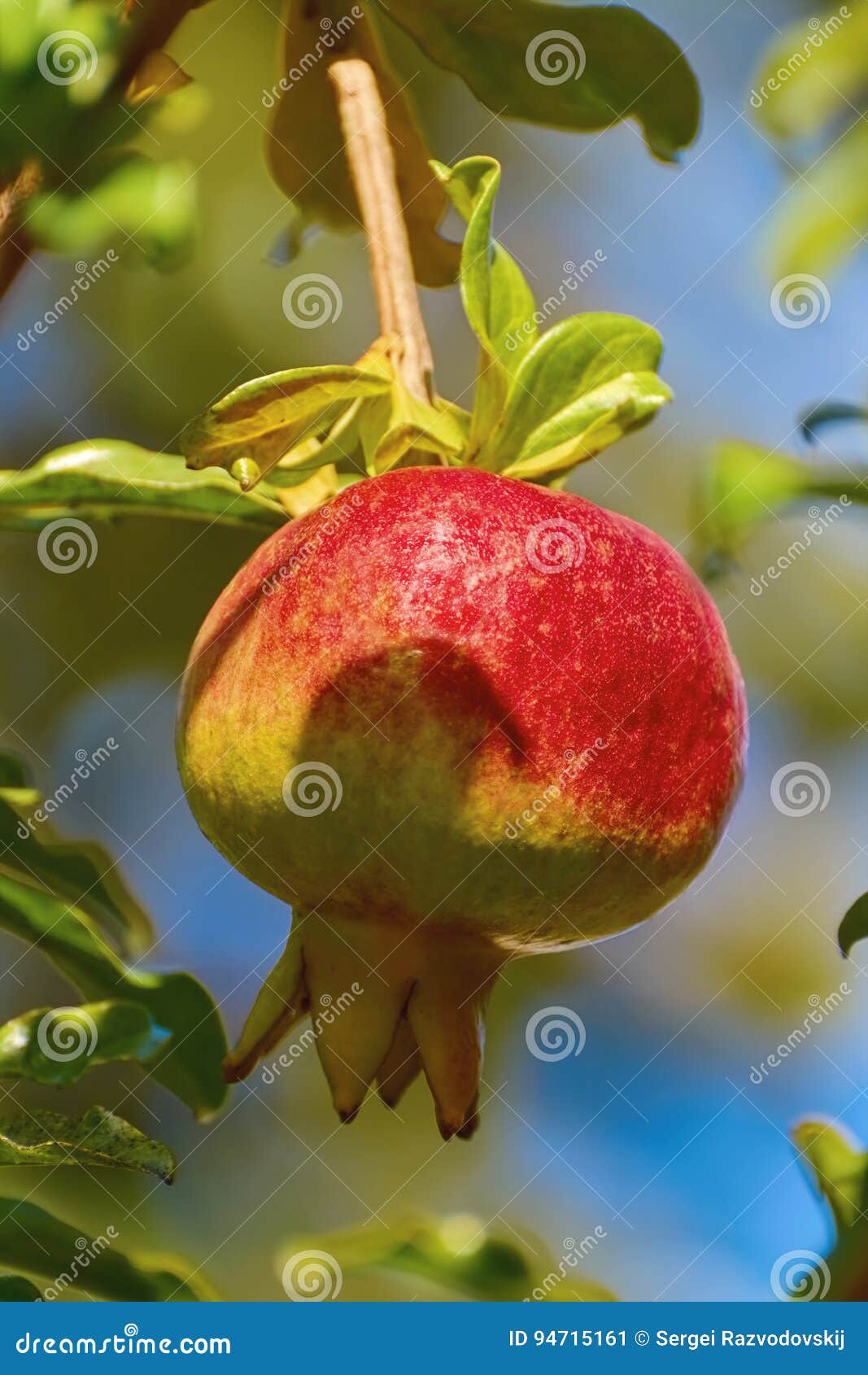 Fruto do Punica Granatum imagem de stock. Imagem de fruta - 94715161