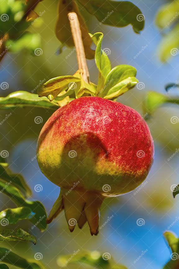 Fruto do Punica Granatum imagem de stock. Imagem de fruta - 94715161