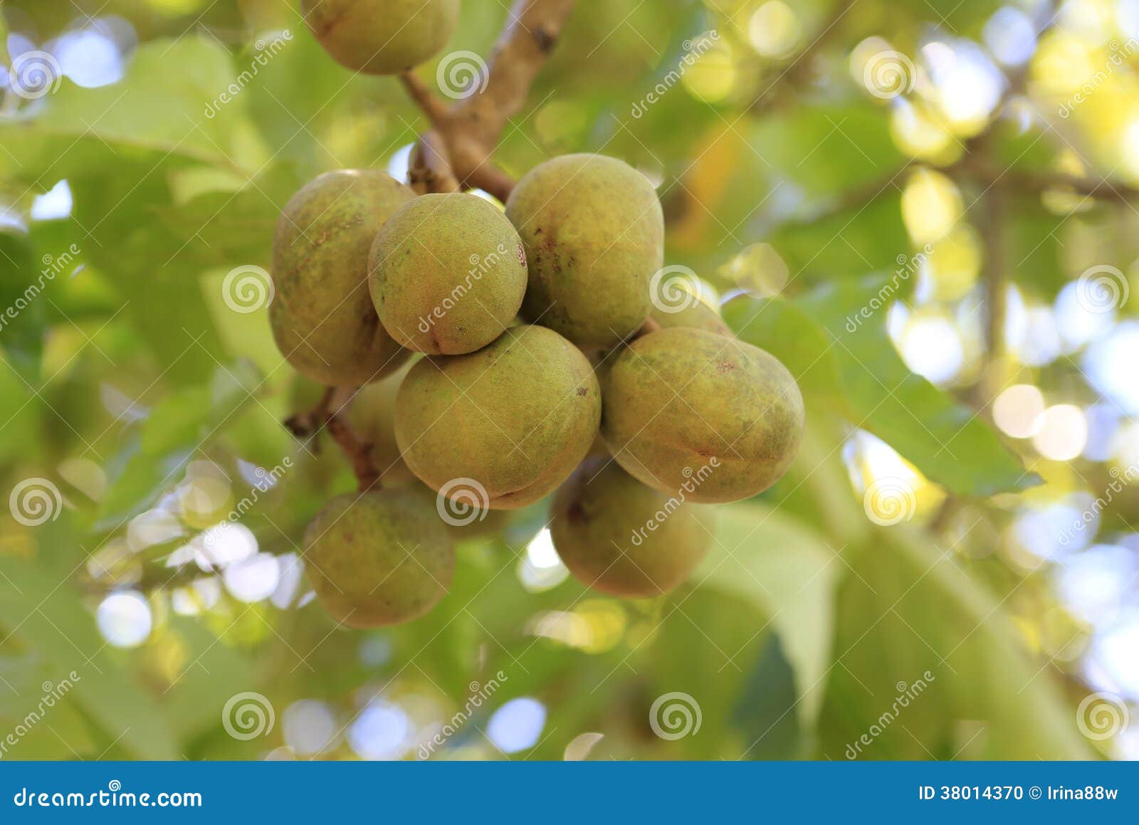 Fruto do Sapodilla foto de stock. Imagem de jardim, verde - 38014370