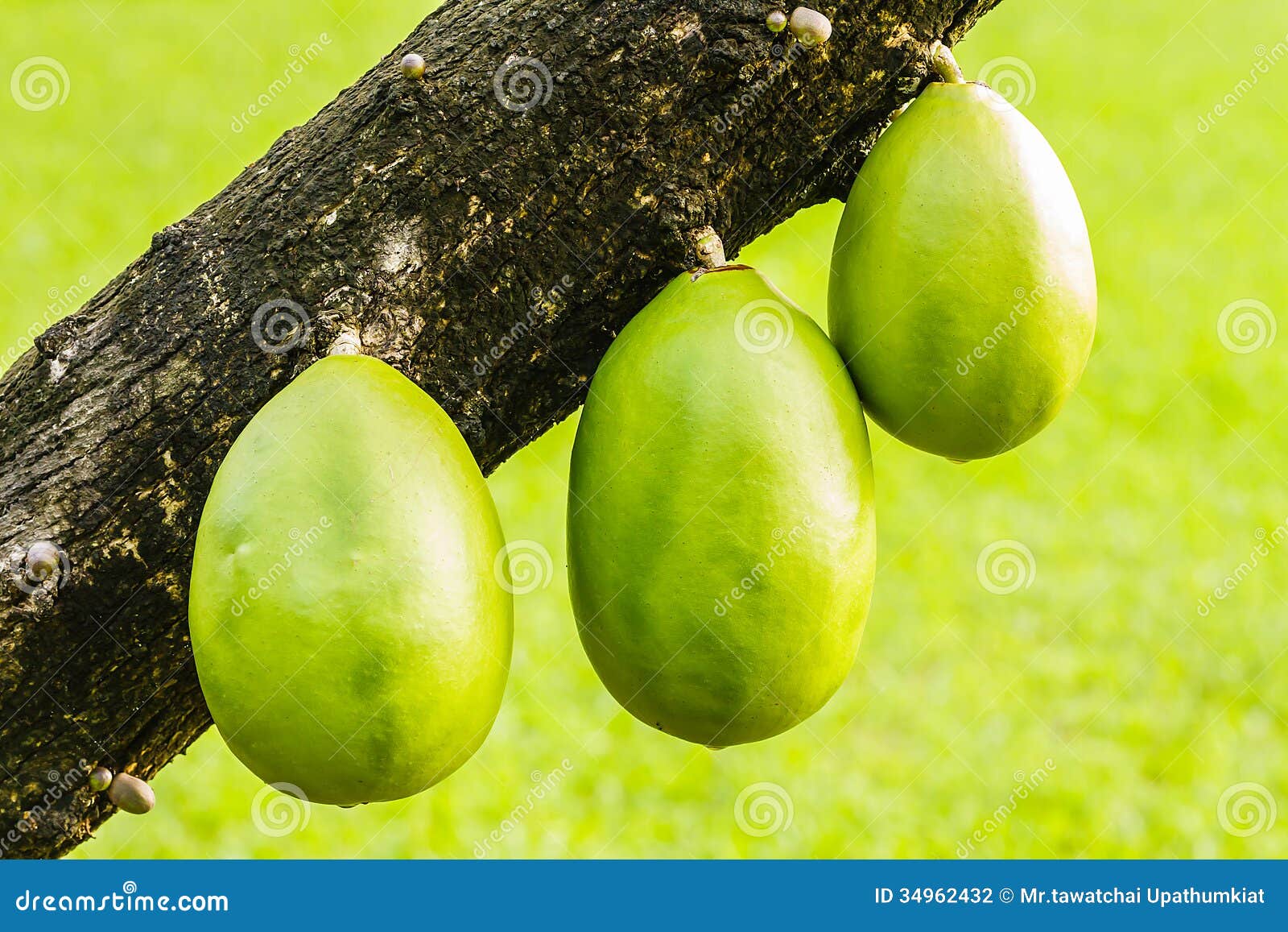 Fruto Do Tronco Da árvore Da Cabaça Foto de Stock - Imagem de folha ...