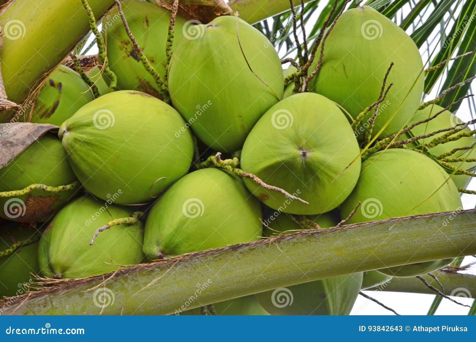 Fruto Fresco E Verde Do Coco Imagem de Stock - Imagem de fresco ...