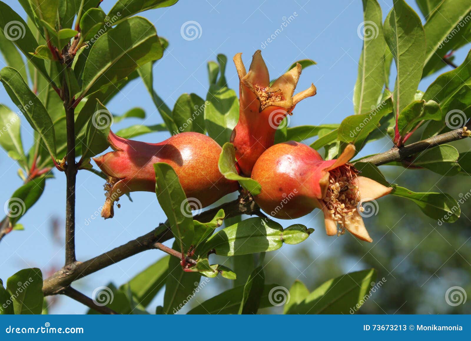 Fruto Maduro Da Romã Na árvore Imagem de Stock - Imagem de fruta ...