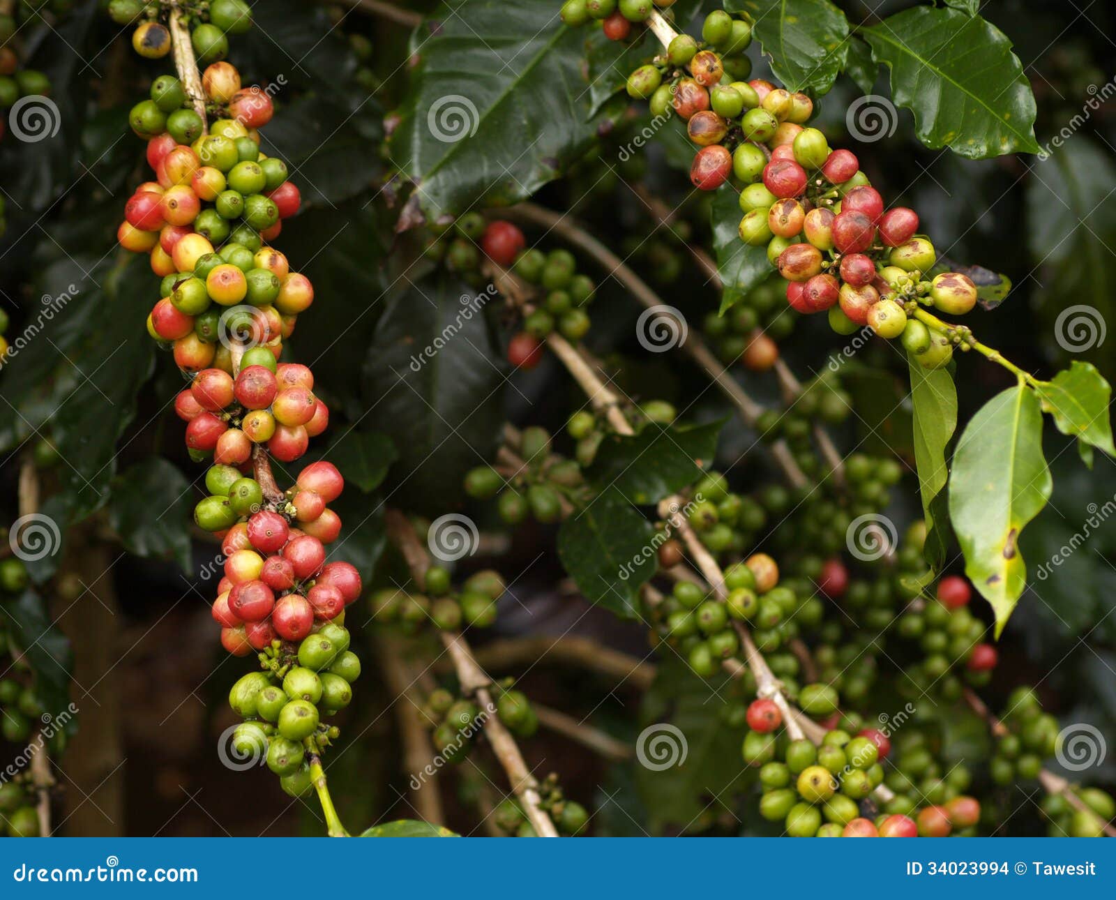 Fruto maduro do café foto de stock. Imagem de fazenda - 34023994