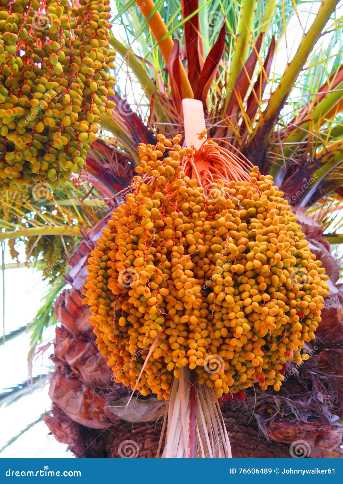 Fruto na palma de data imagem de stock. Imagem de tropical - 76606489