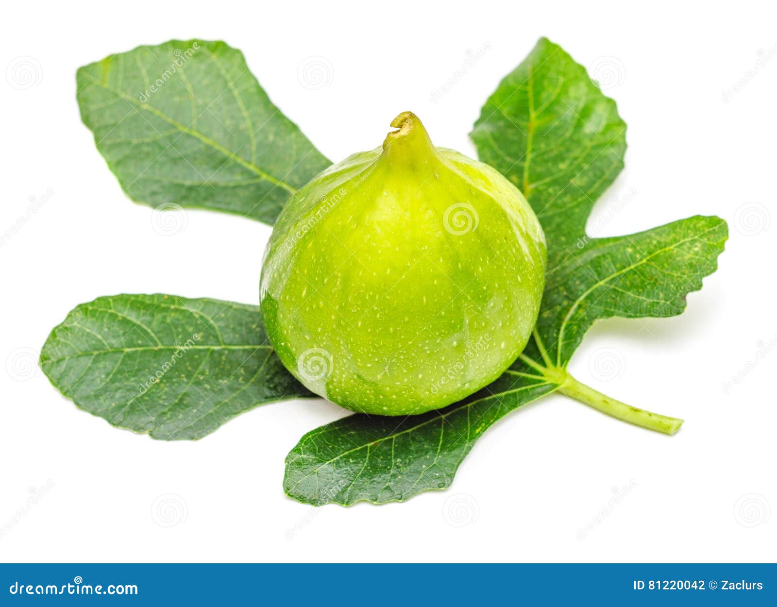 Fruto Verde Do Figo Com a Folha Isolada No Branco Foto de Stock ...