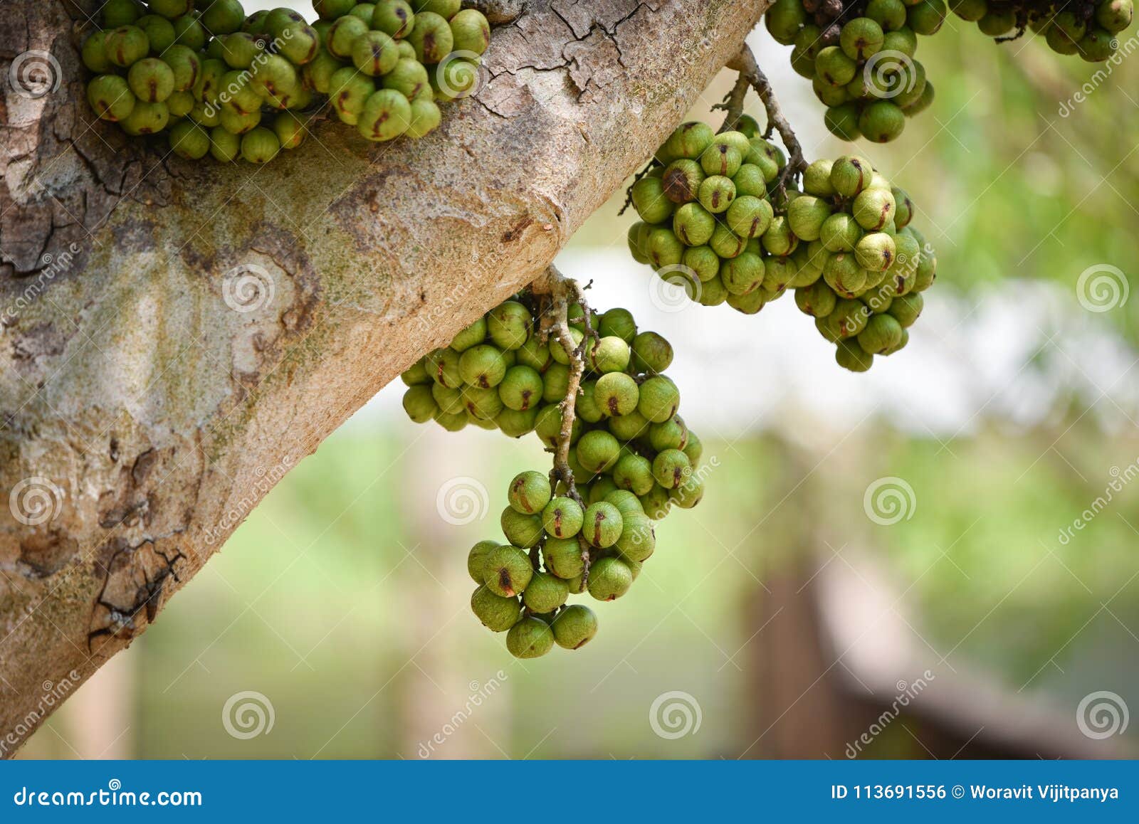 Fruto Verde Do Figo Comum - Figos Selvagens Foto de Stock - Imagem de ...
