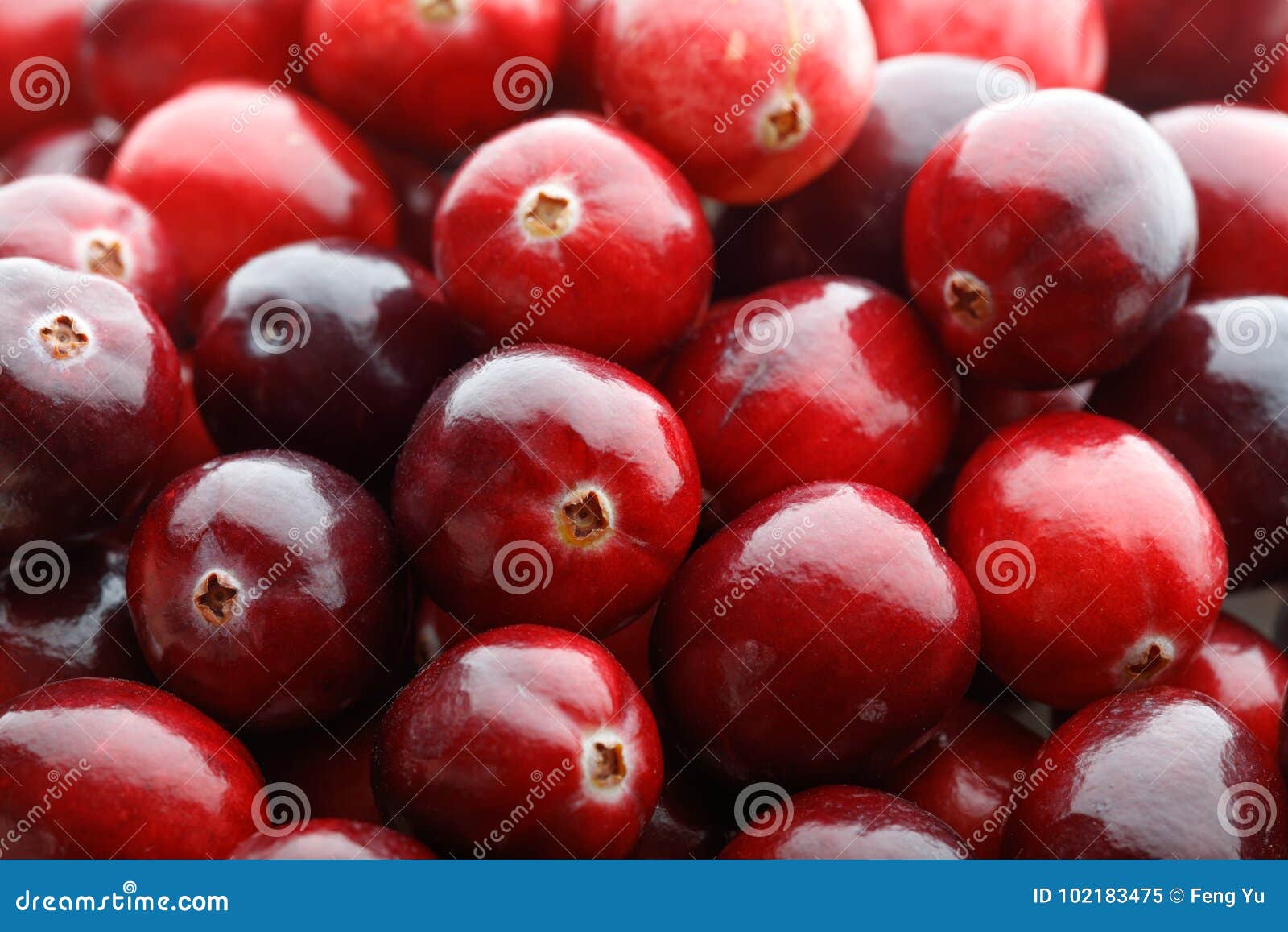 Fruto vermelho do arando imagem de stock. Imagem de macro - 102183475