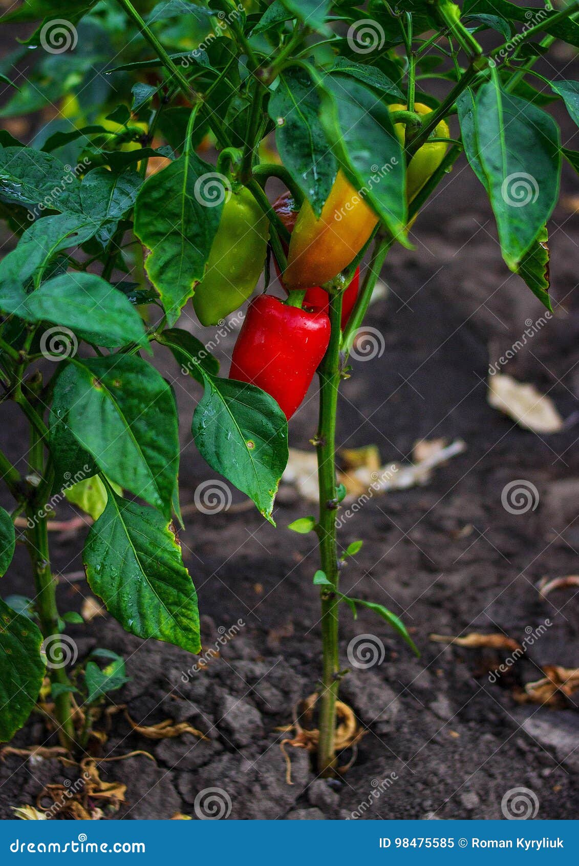 Frutos Crescentes Da Pimenta Imagem de Stock - Imagem de fazenda, fruta ...