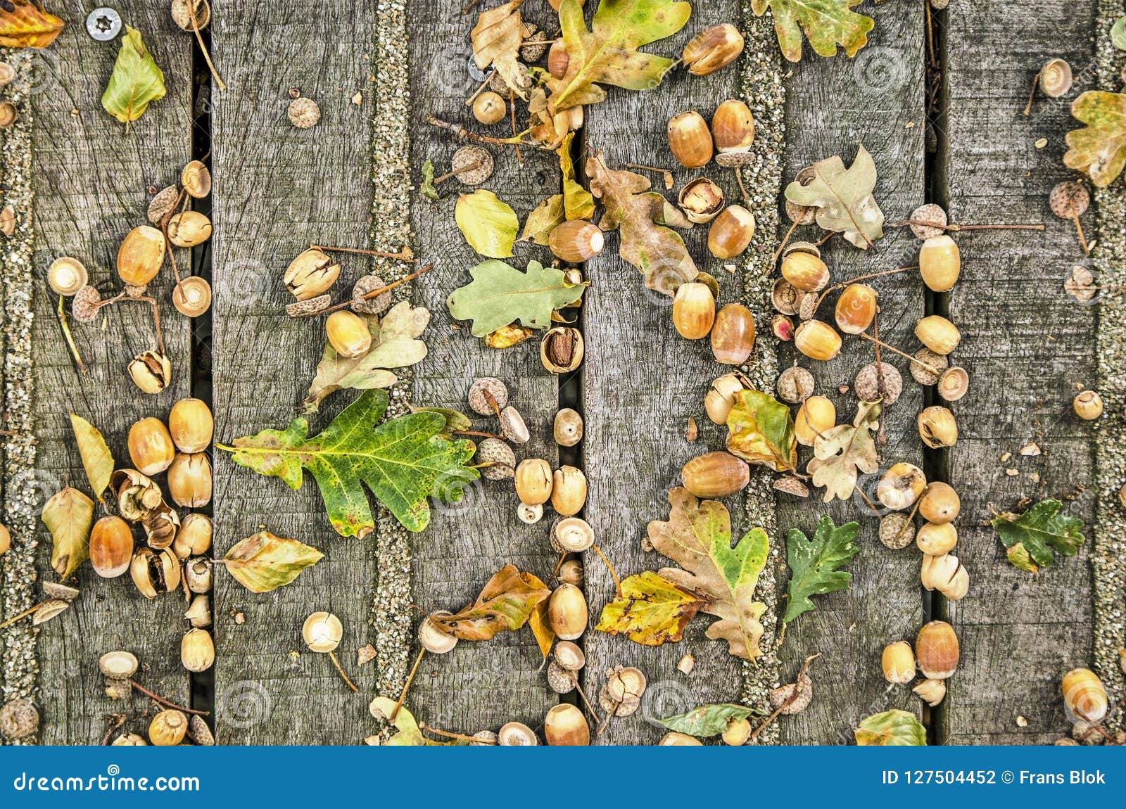 Frutos Da Faia Em Uma Plataforma De Madeira Foto de Stock - Imagem de ...