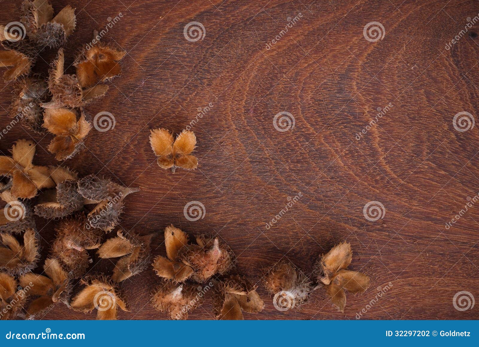 Frutos Da Faia No Fundo De Madeira Foto de Stock - Imagem de floresta ...