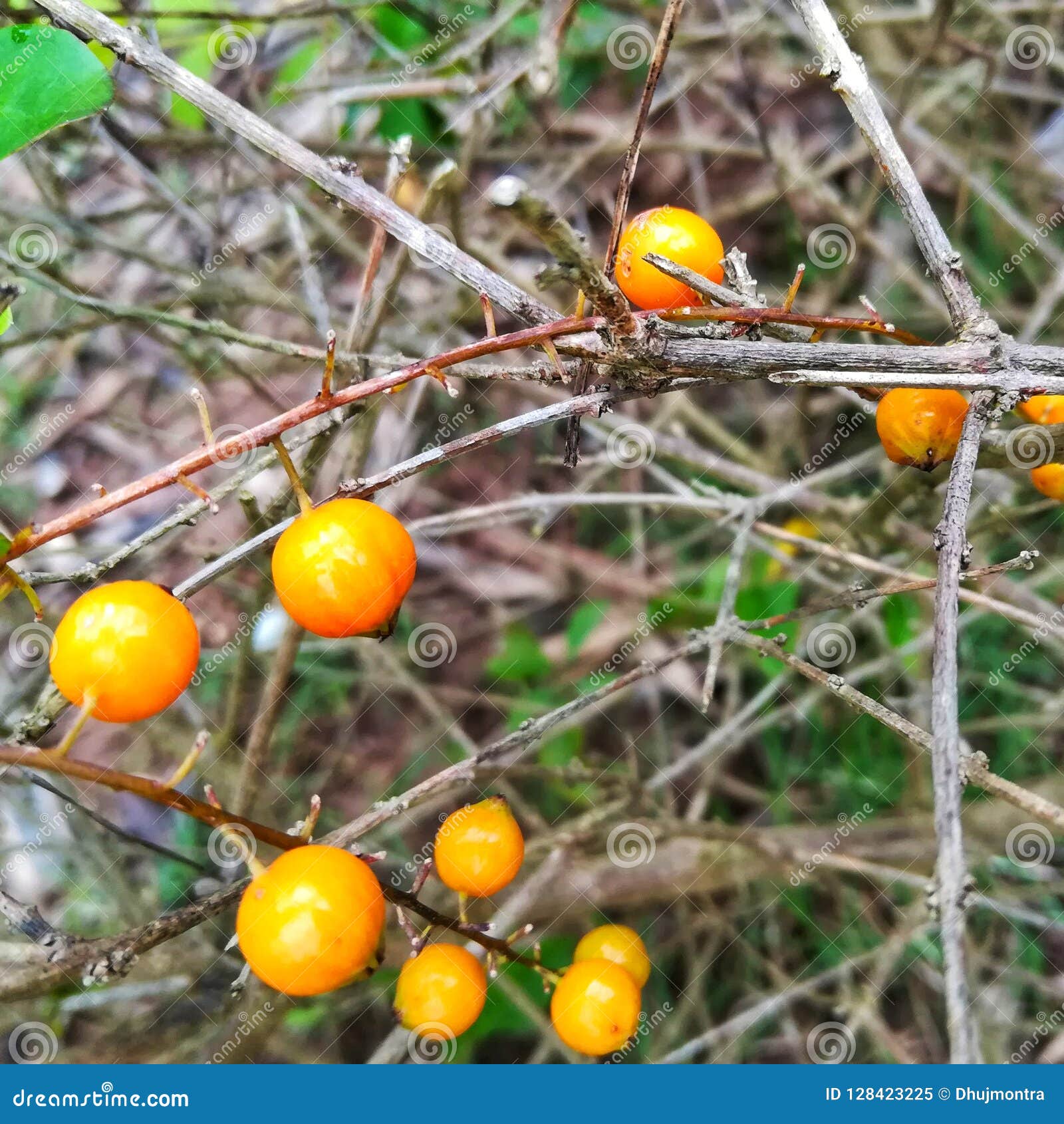 Frutos Da Gota De Orvalho De Gloden Imagem de Stock - Imagem de outono ...