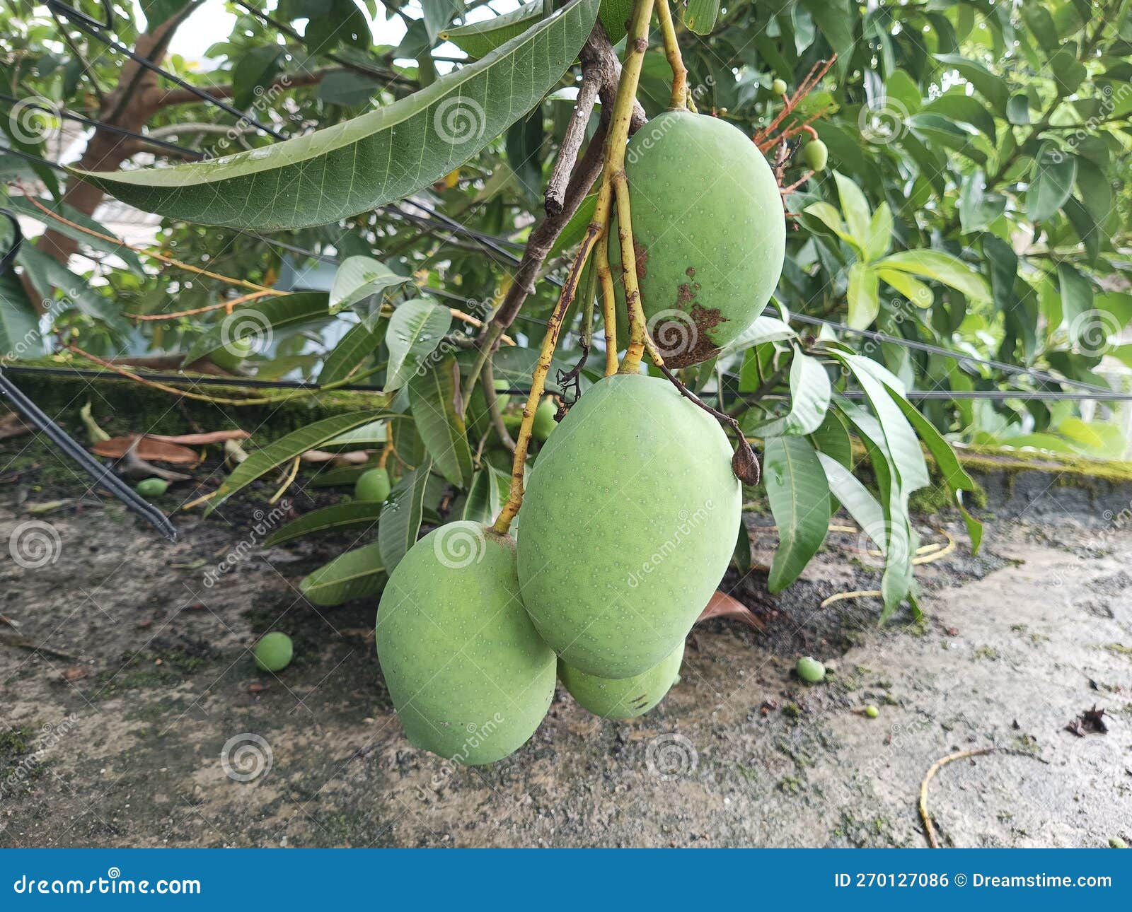 Frutos Da Manga Que Dependem Do Ramo Da Manga Foto de Stock - Imagem de ...