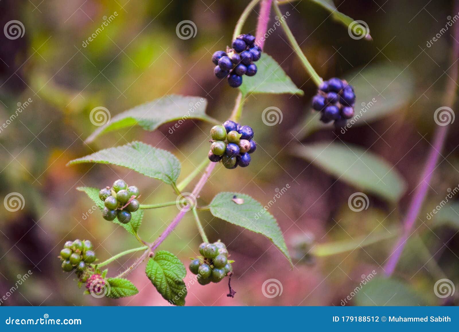 Frutos Da Planta Lantana Camara Foto de Stock - Imagem de verde ...
