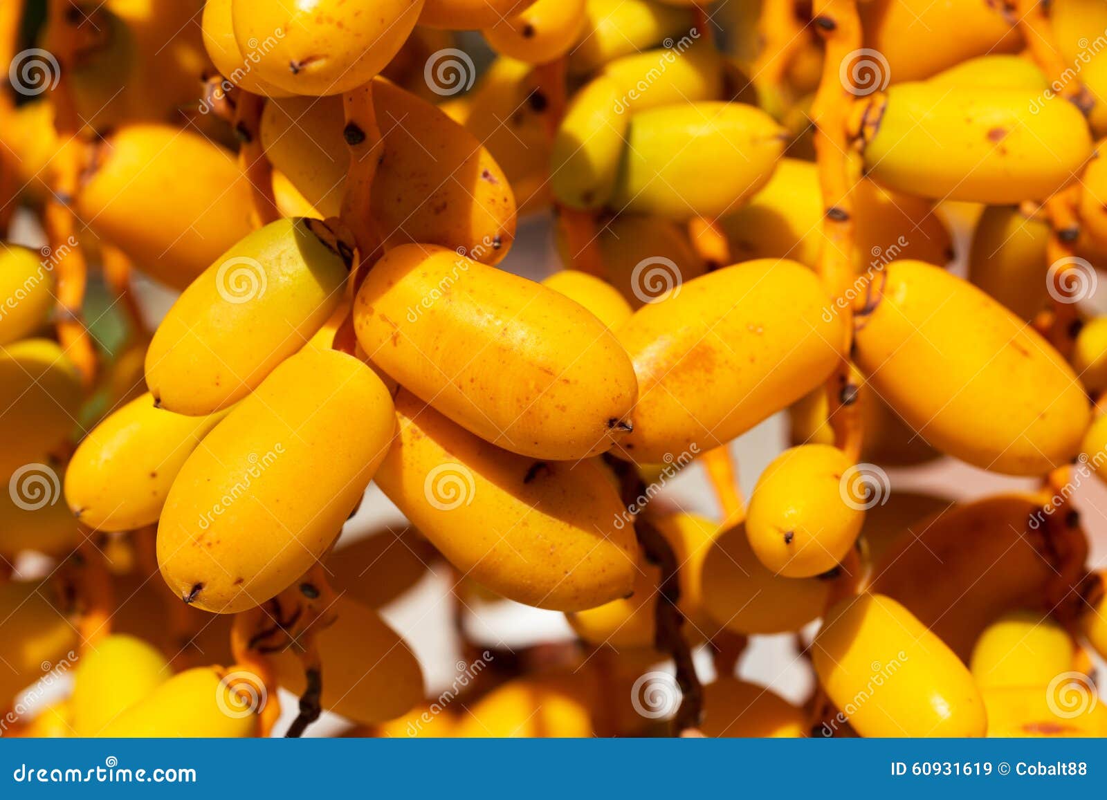 Frutos das datas imagem de stock. Imagem de flora, filial - 60931619