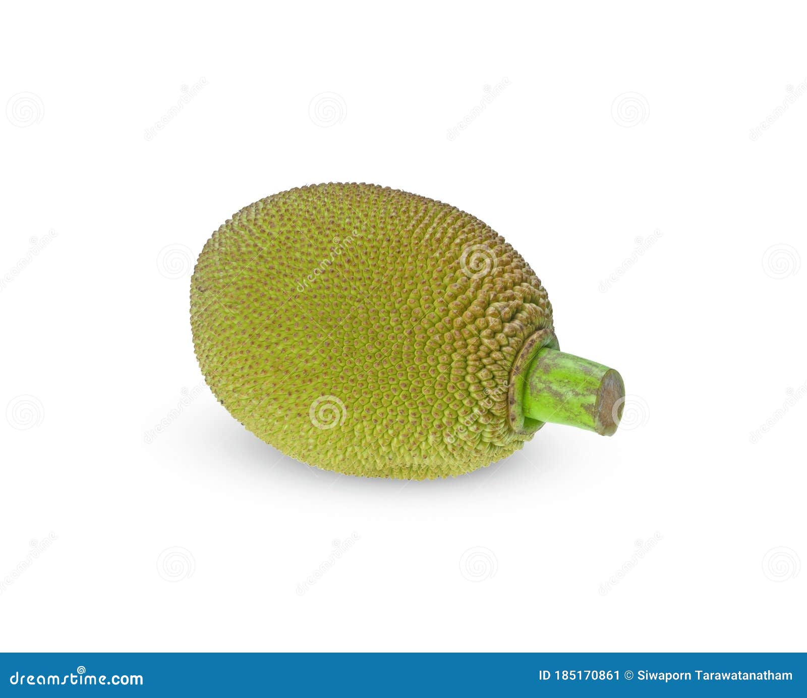 Frutos De Capucha Aislados De Fondo Blanco Imagen de archivo - Imagen ...