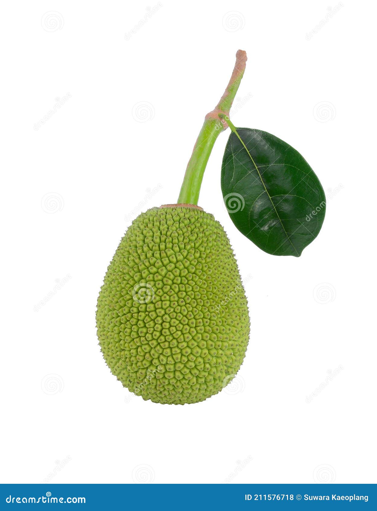 Frutos De Capucha Aislados De Fondo Blanco Foto de archivo - Imagen de ...