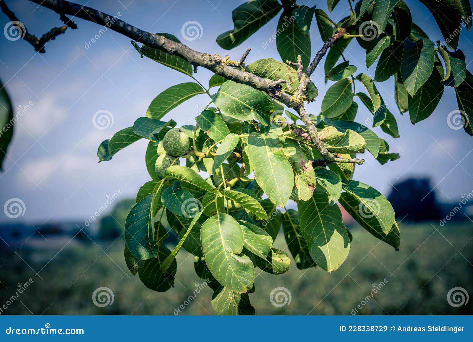 Frutos de casca rija imagem de stock. Imagem de frutas - 228338729