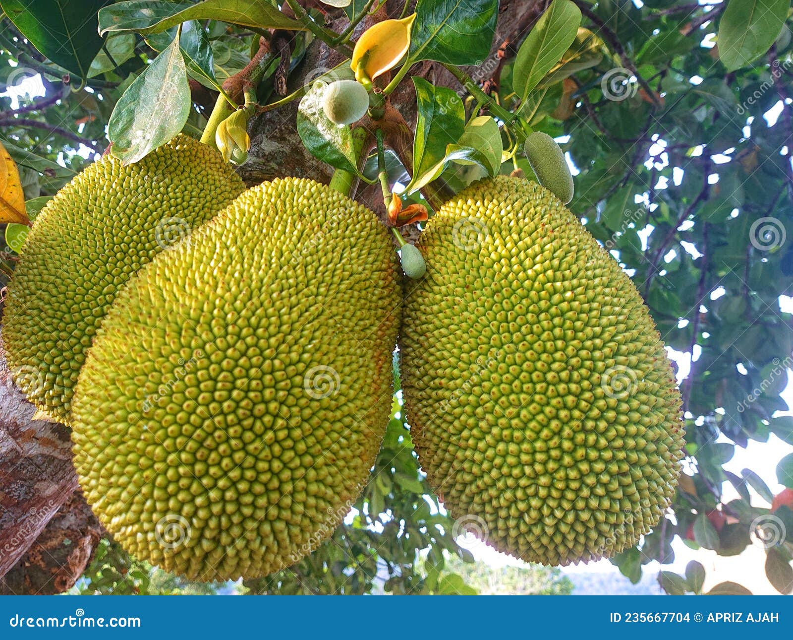 Frutos De Cola Listos Para Ser Cosechados Foto de archivo - Imagen de ...